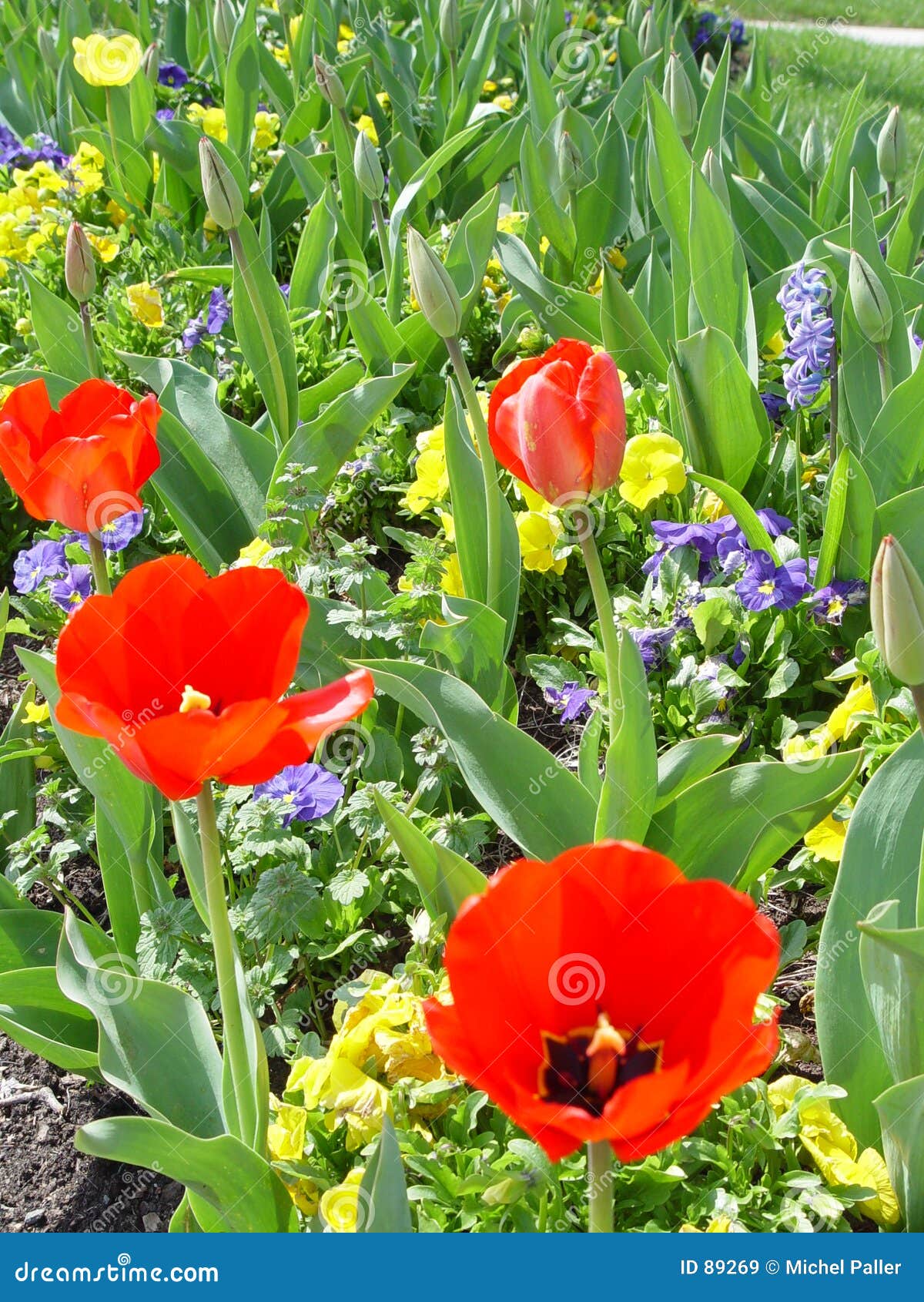 Spring Tulips stock image. Image of primary, bright, fragrance - 89269