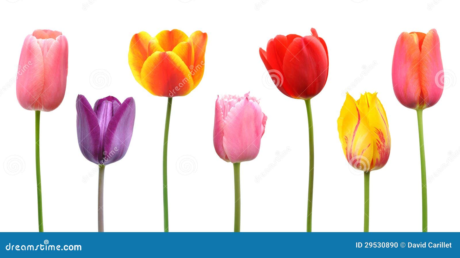 Spring Tulips in Assorted Colors Stock Photo - Image of bloom, assorted ...