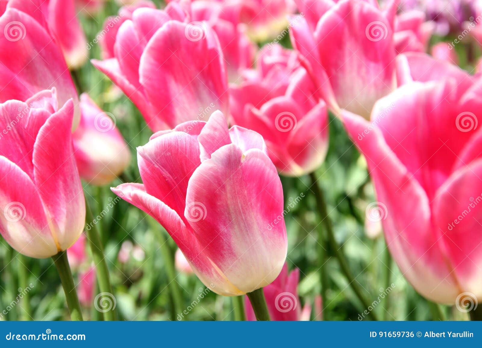Spring tulips stock photo. Image of bright, tulip, leaves - 91659736