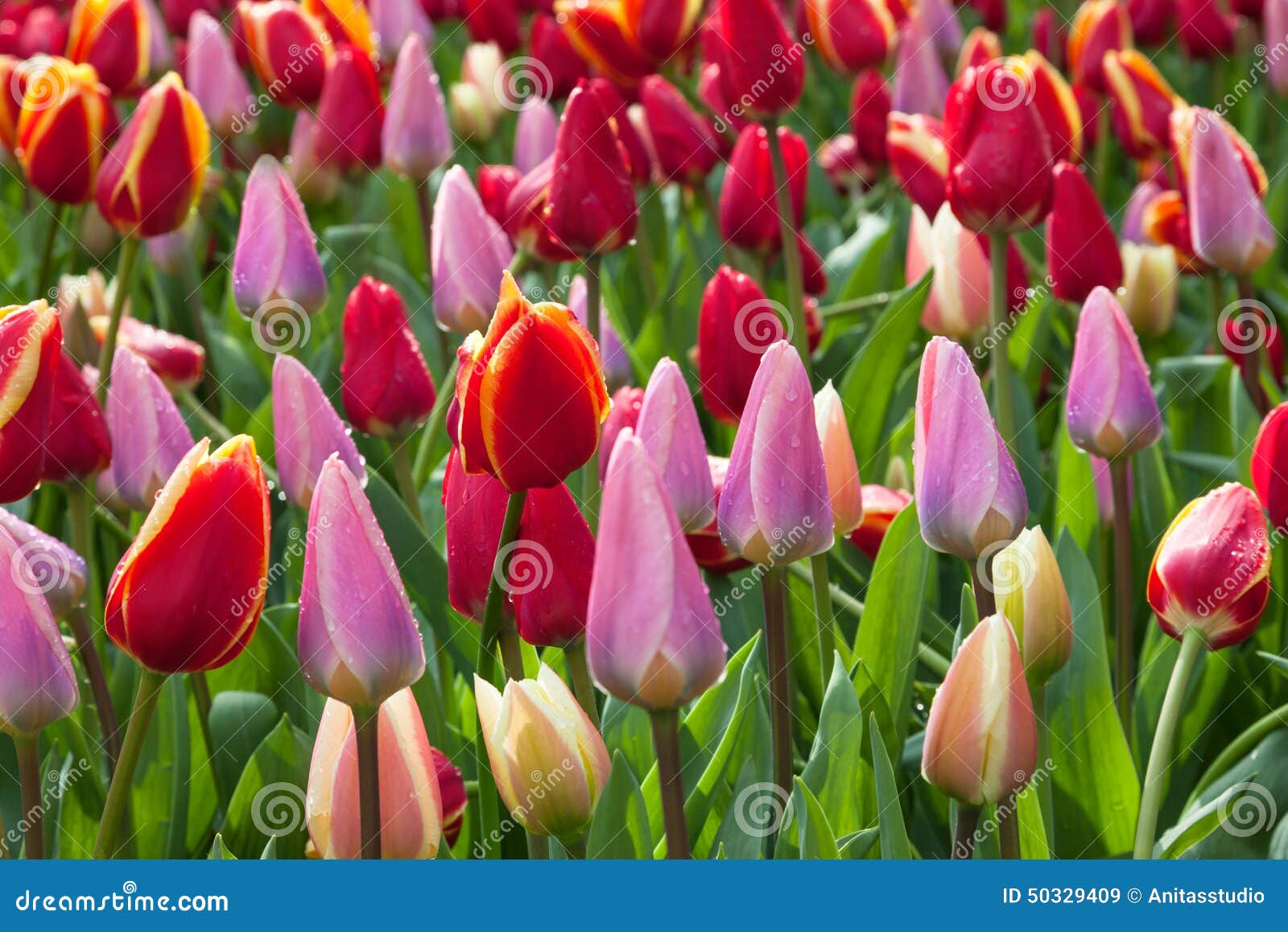 Spring Tulips Background stock image. Image of garden - 50329409