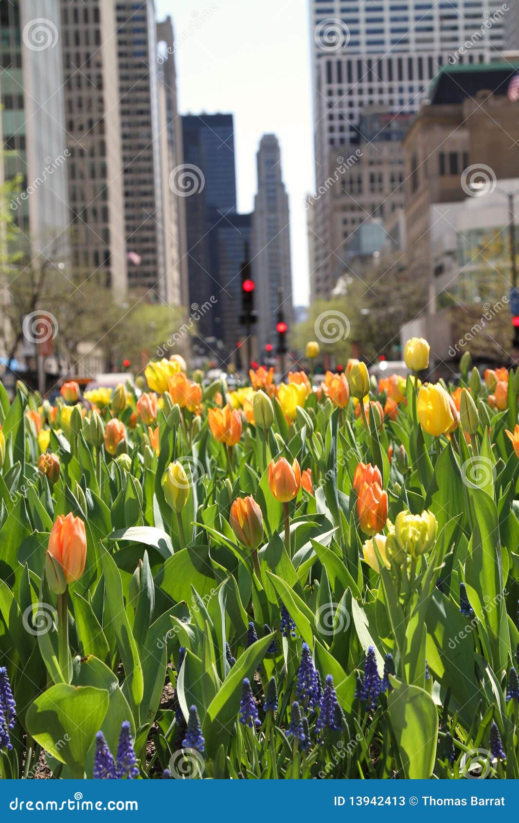 Spring tulips in the city stock image. Image of lights - 13942413