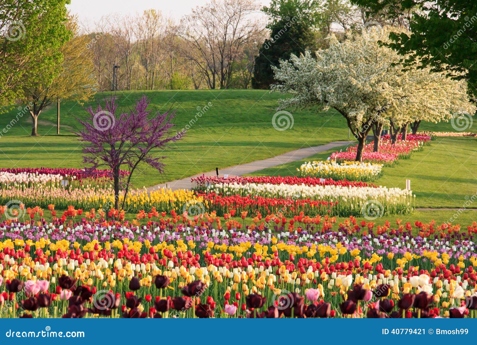 Spring Tulips stock image. Image of orange, trees, spring - 40779421