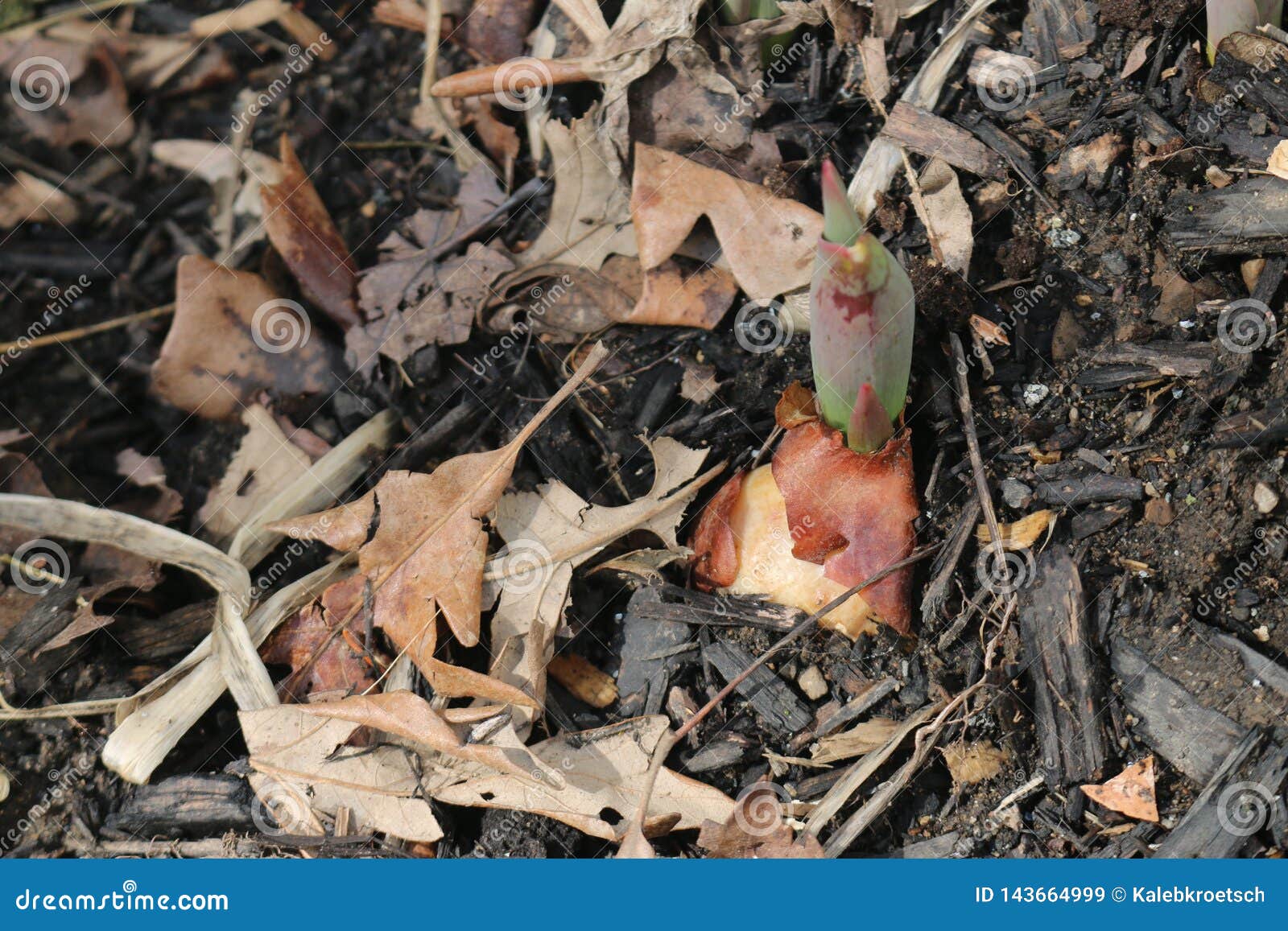 Spring Tulips Emerging through Fresh Easter Snow Stock Image - Image of ...