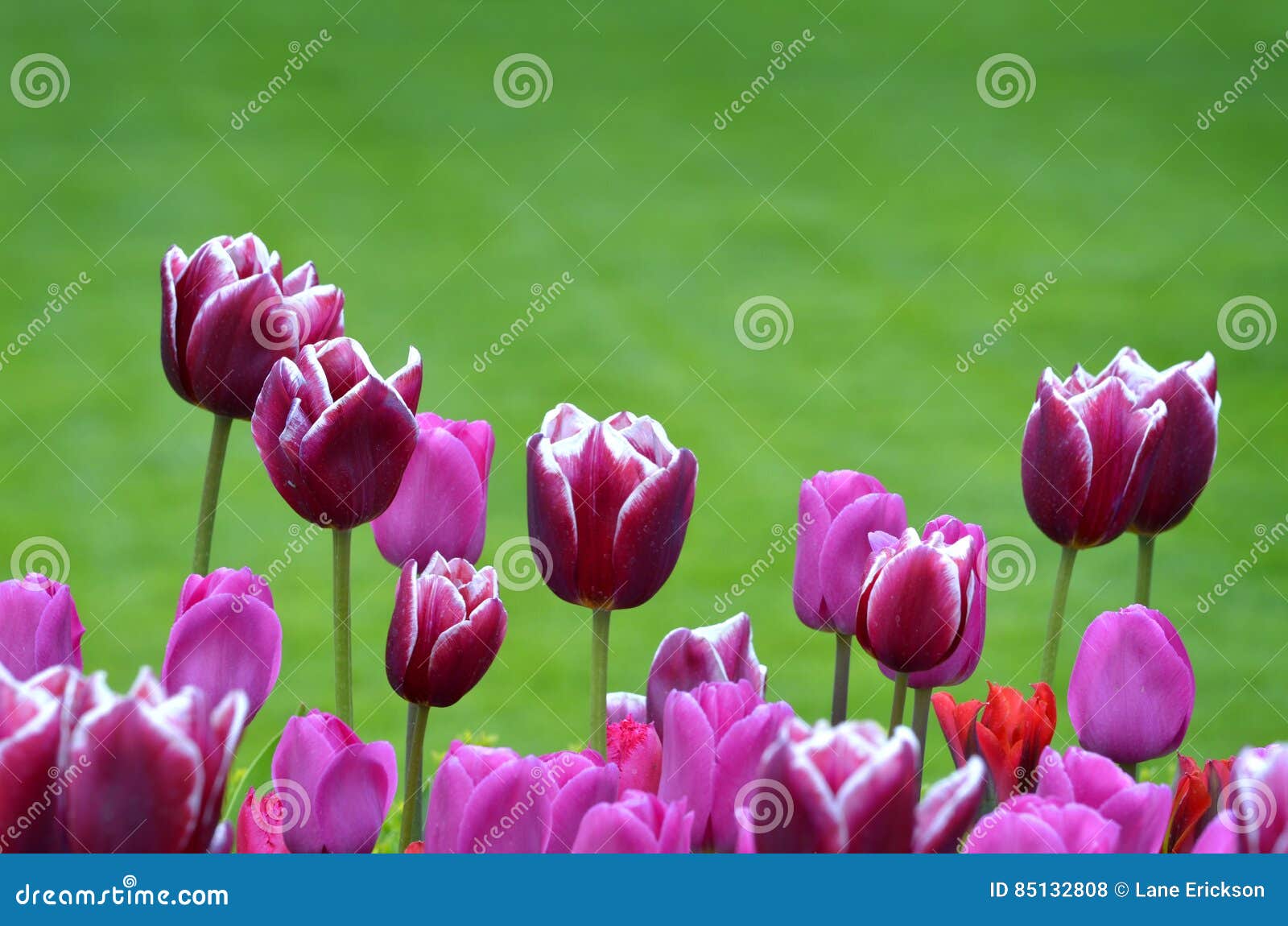 Spring Tulips in Garden for Fresh New Growth Stock Photo - Image of ...