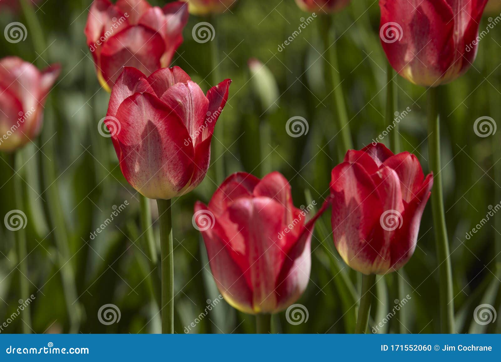 Spring Tulips in a Garden in the Sunshine Stock Photo - Image of field ...