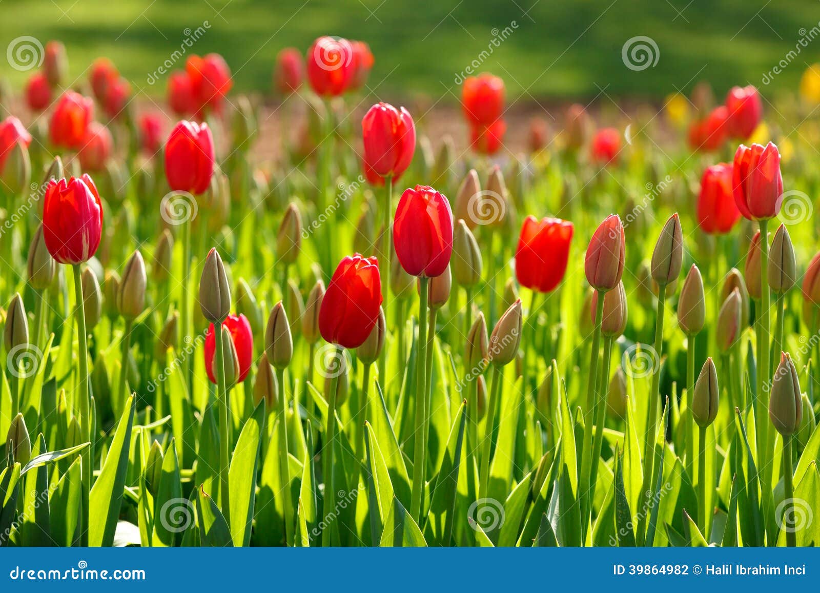 Spring tulips growing stock photo. Image of background - 39864982