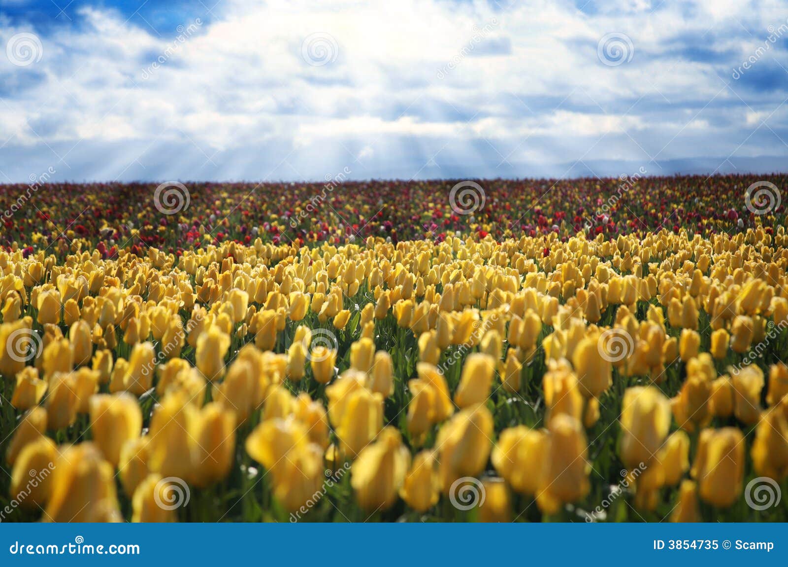 Spring Tulips Hillside stock image. Image of sunshine - 3854735