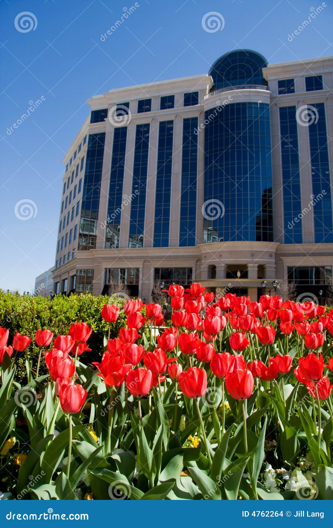 Spring Tulips at the Office Stock Photo - Image of office, carolina ...