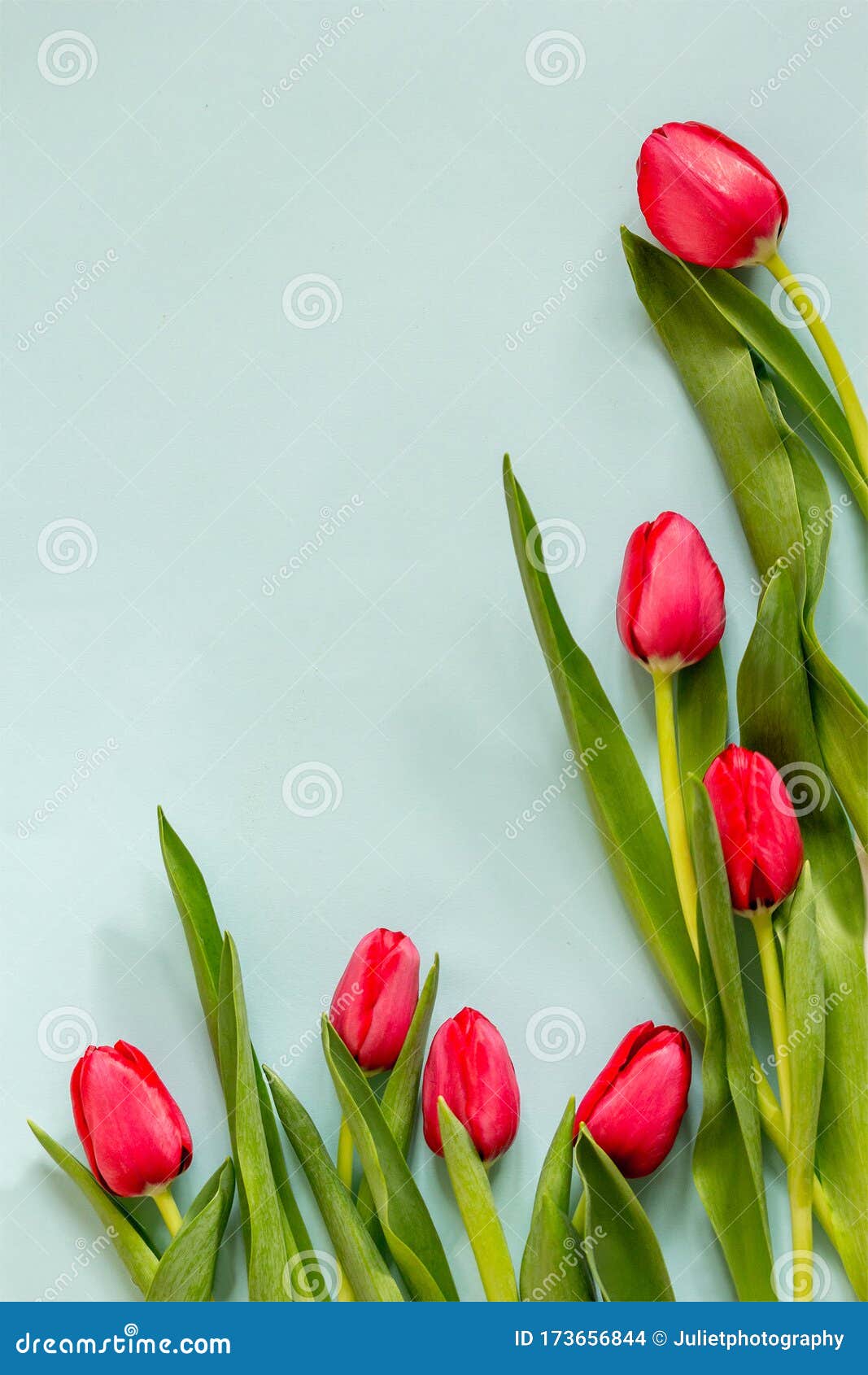 Spring Tulips on Paper Background Stock Photo - Image of holiday ...