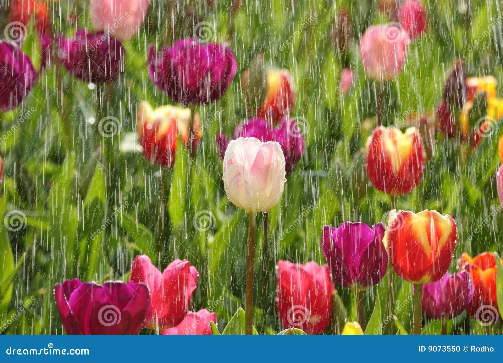 Spring Tulips in the Sunny Rain Stock Photo - Image of season, petal ...
