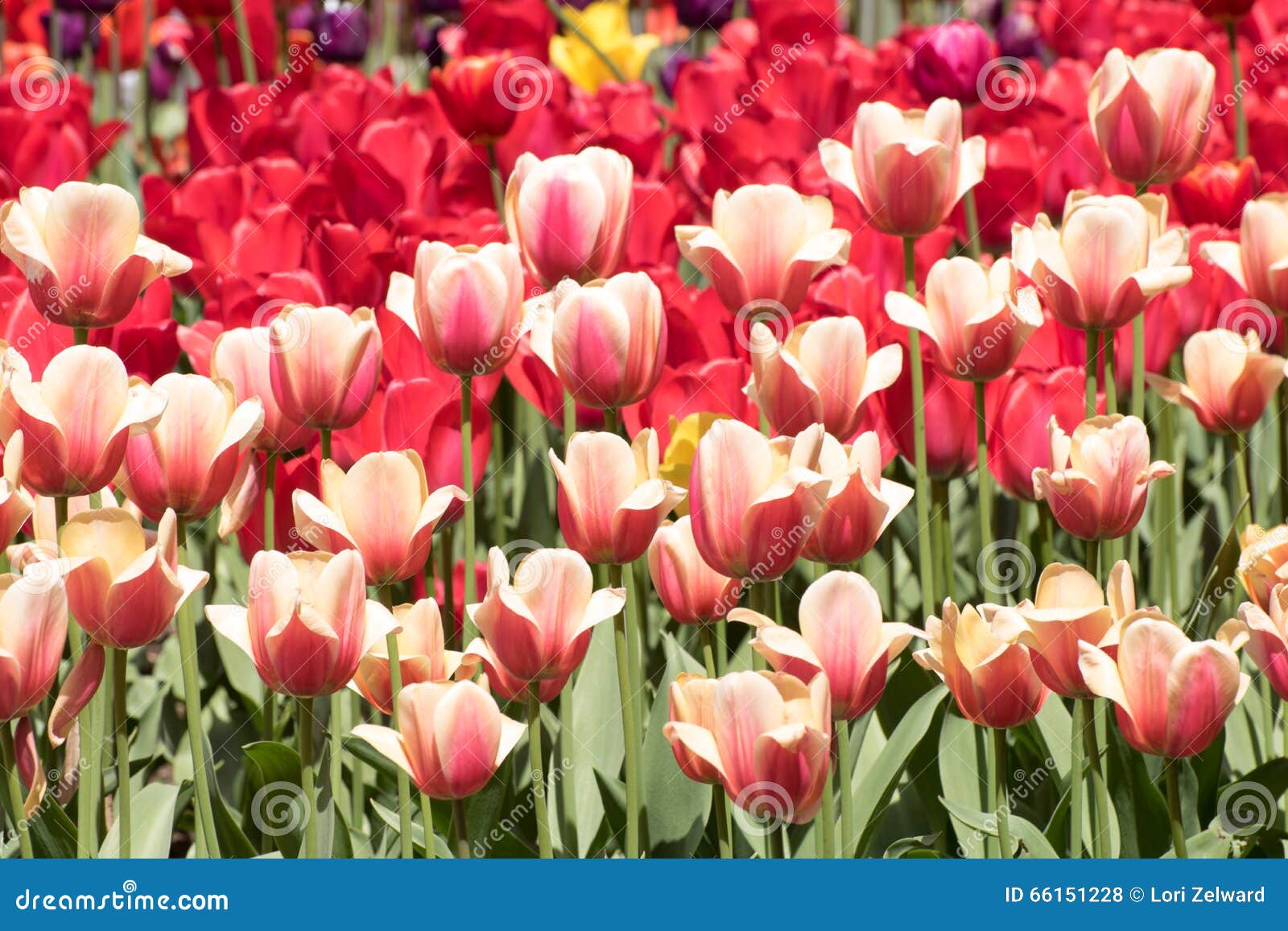 Spring Tulips stock photo. Image of colorful, grow, park - 66151228