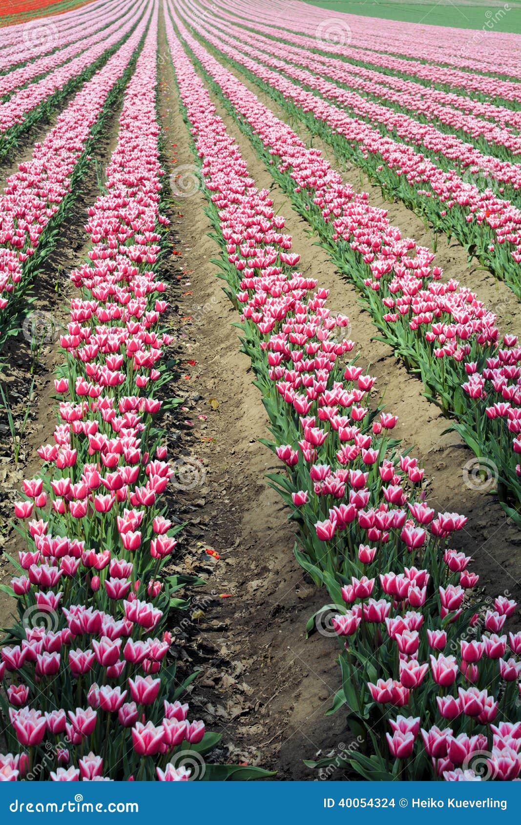 Spring stock photo. Image of bloom, cultivated, field - 40054324