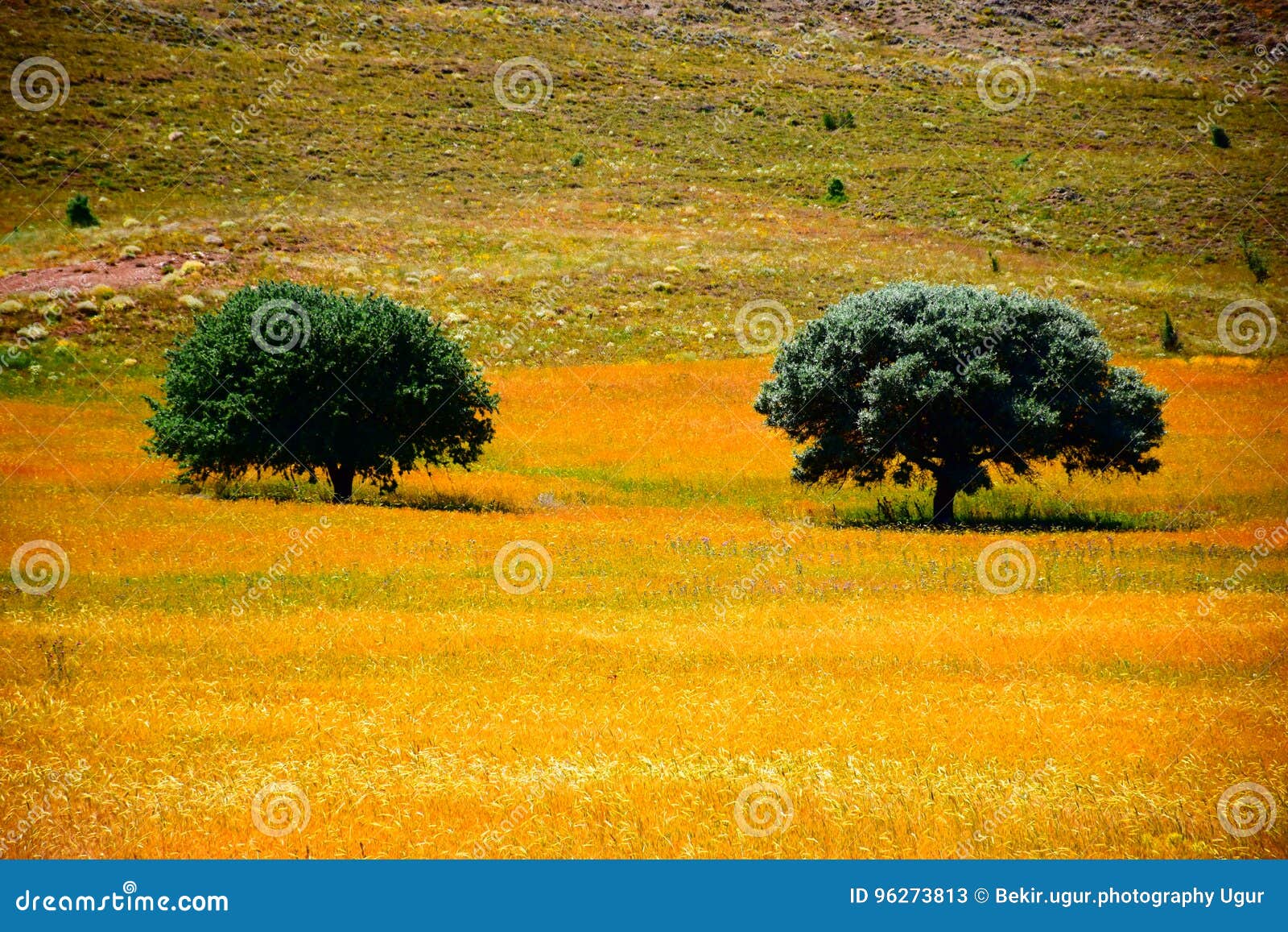 Spring Turkey stock image. Image of land, clouds, landscapes - 96273813