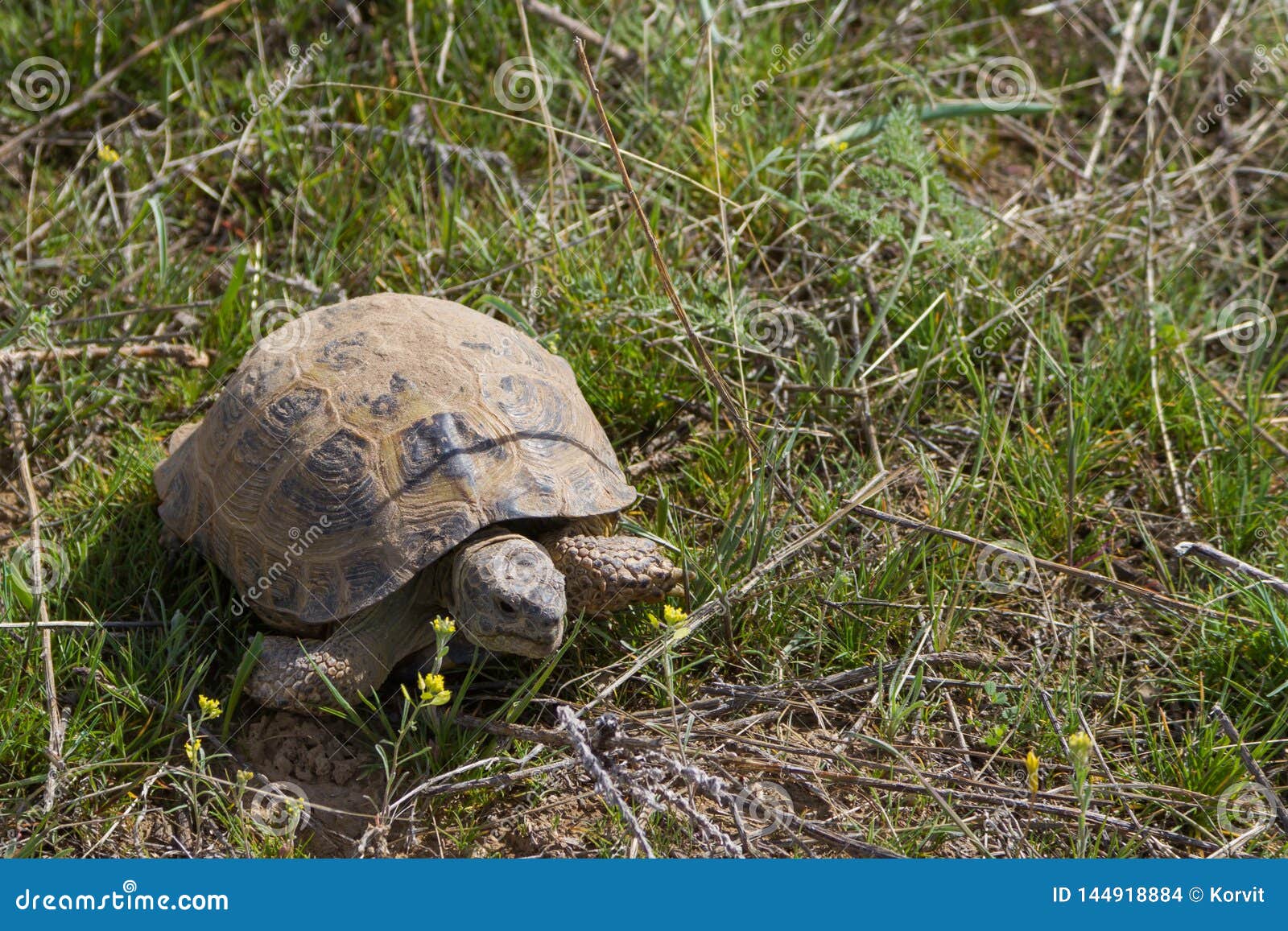 Spring turtle in the grass stock photo. Image of grass - 144918884