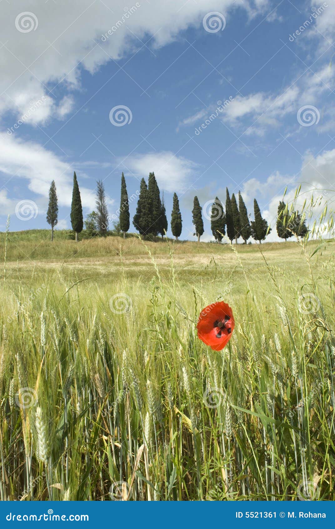Spring in Tuscany stock image. Image of cultivation, wheat - 5521361