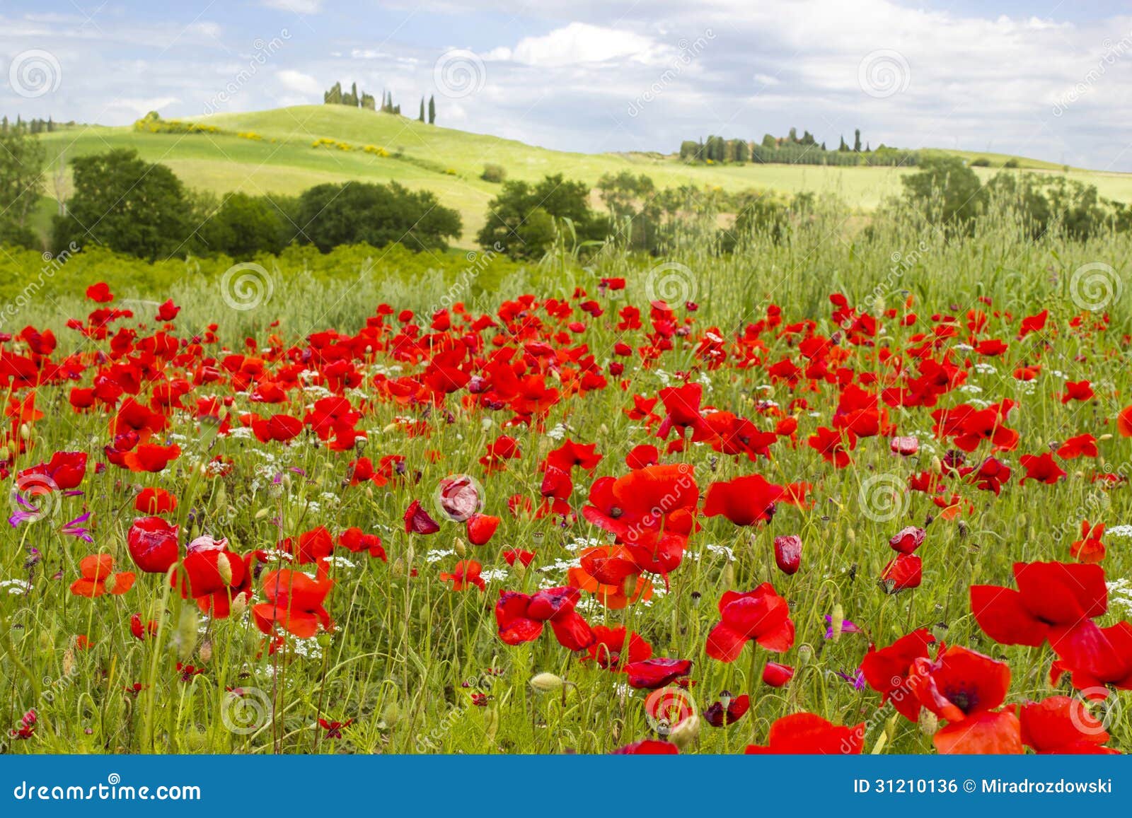 Spring in Tuscany stock photo. Image of color, flower - 31210136