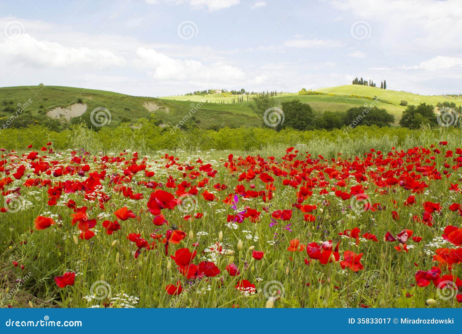 Spring in Tuscany stock image. Image of beautiful, redness - 35833017