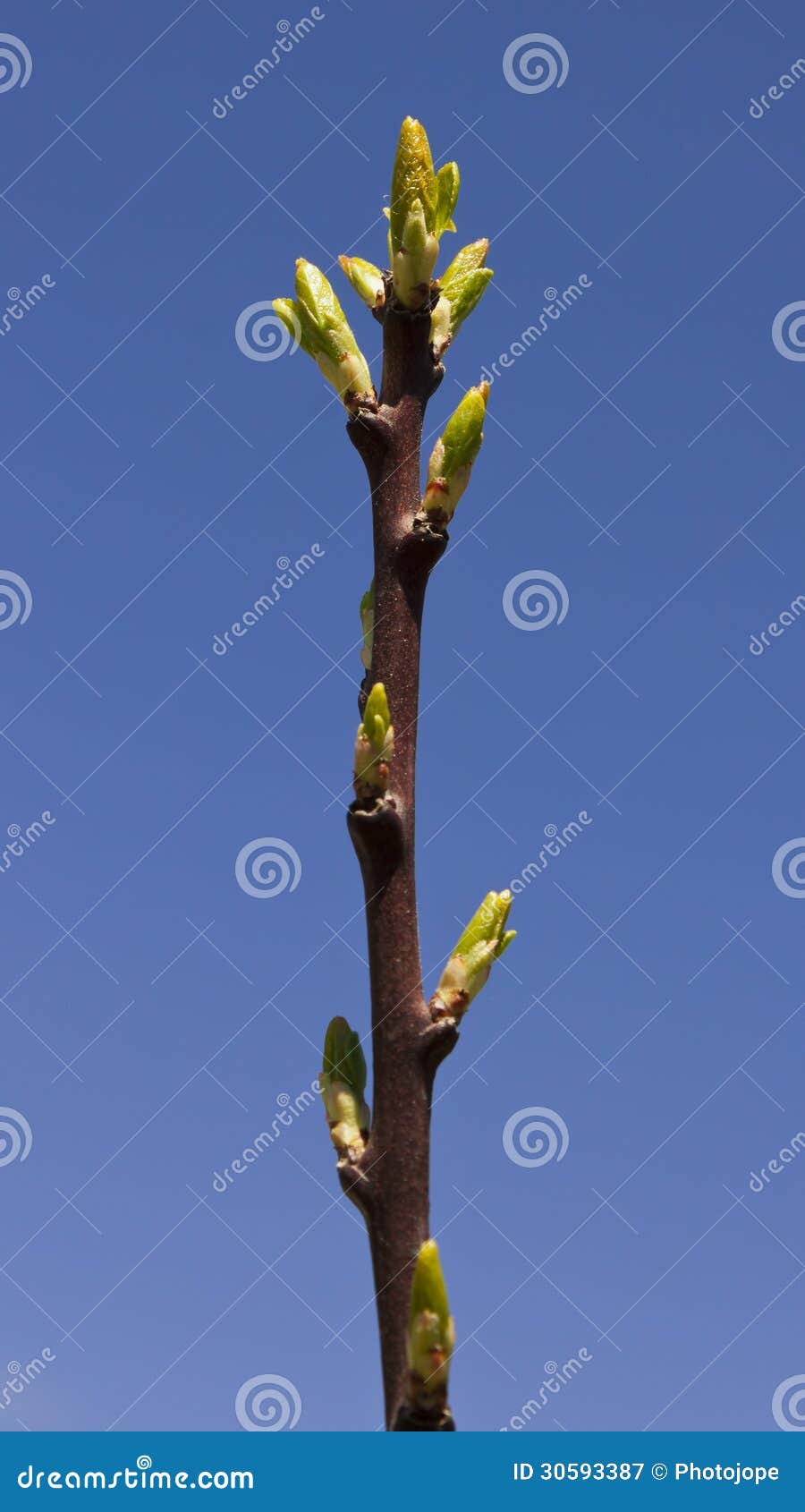 Spring twig buds stock image. Image of april, spring - 30593387