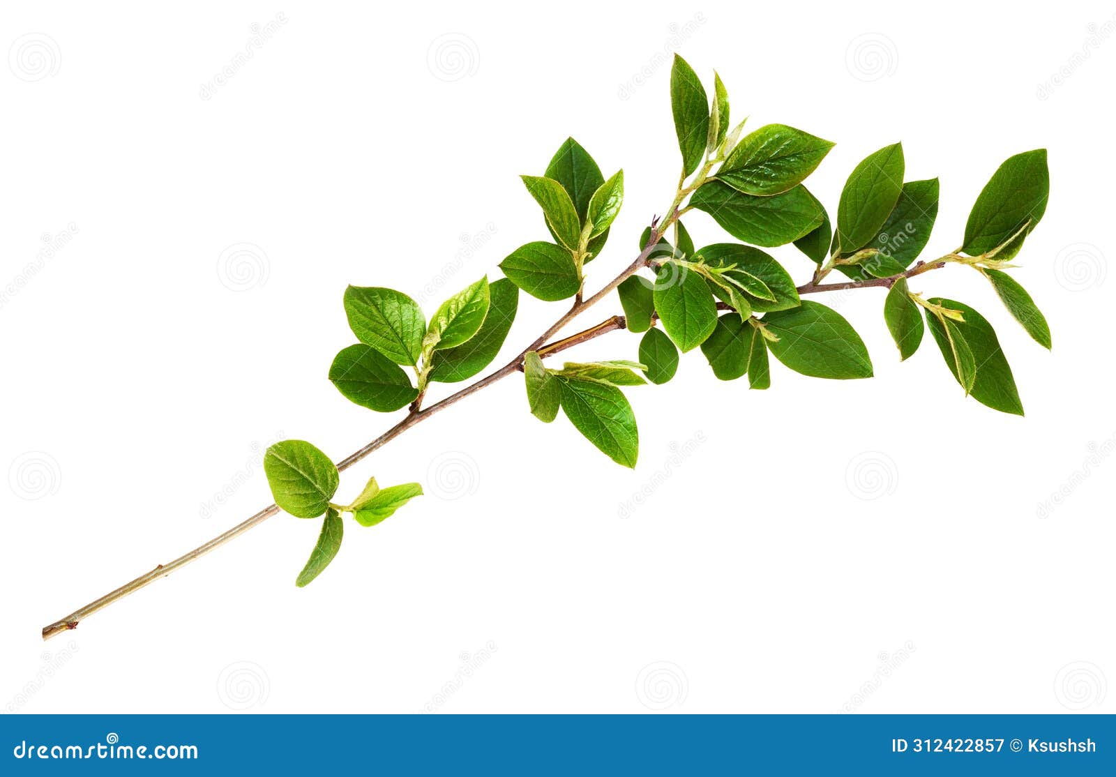 Spring Twig with Green Leaves Isolated Stock Image - Image of summer ...