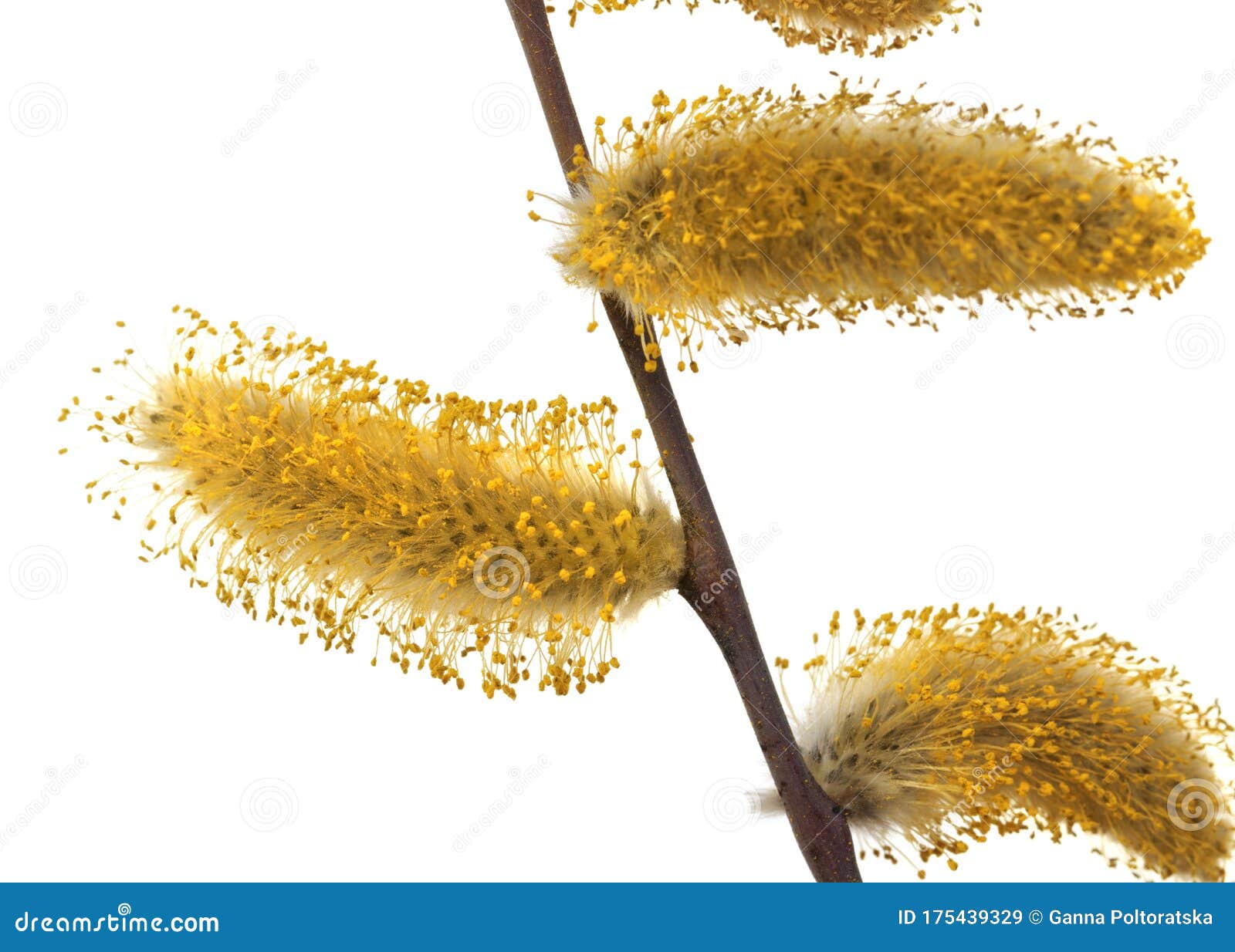 Spring Twig of Sharp-leaf Willow Salix Acutifolia with Yellow Catkins Stock Image - Image of ...