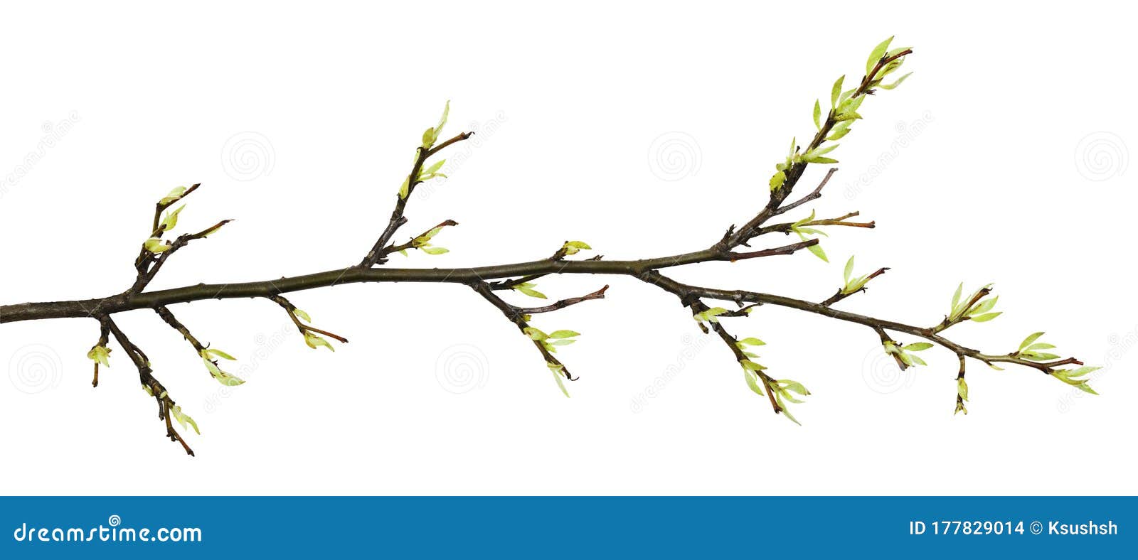 Spring Twig with Sprouted Buds and Small Green Leaves Stock Photo ...