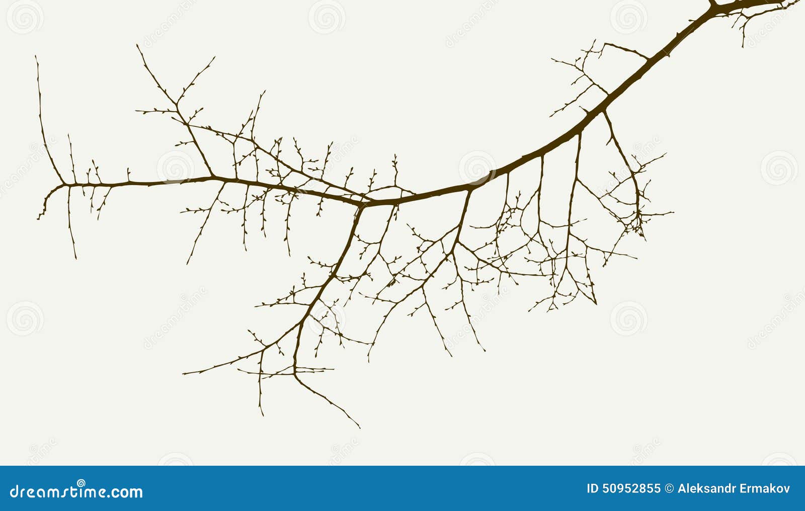 Spring twig stock vector. Illustration of buds, seasonal - 50952855