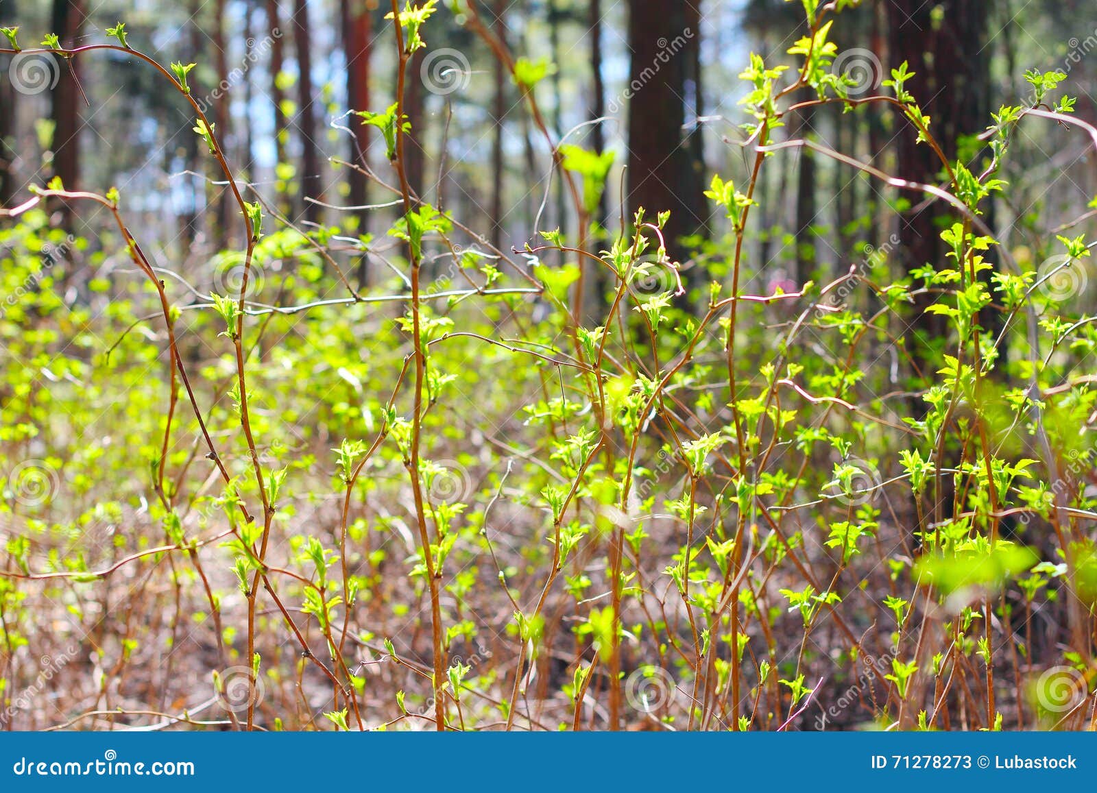 Spring twigs stock image. Image of nature, forest, green - 71278273