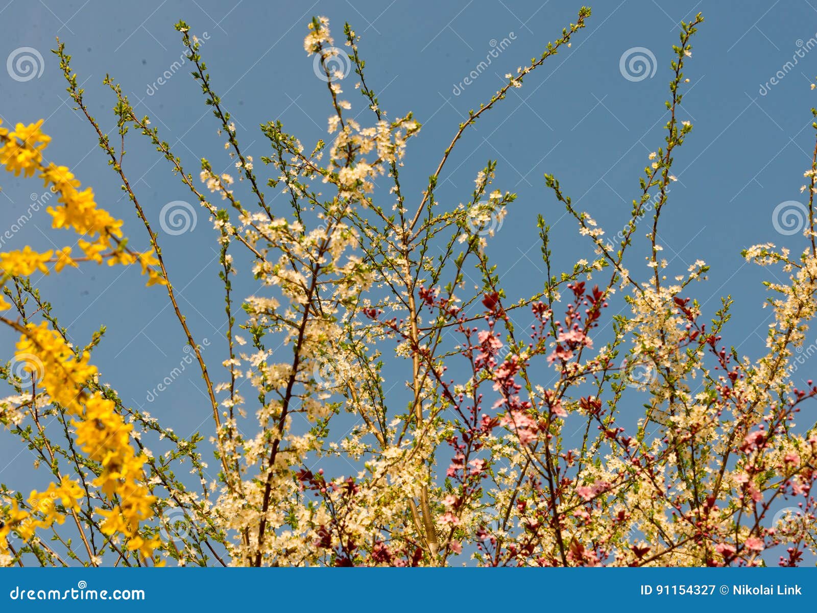 Spring twigs stock image. Image of twigs, garden, spring - 91154327