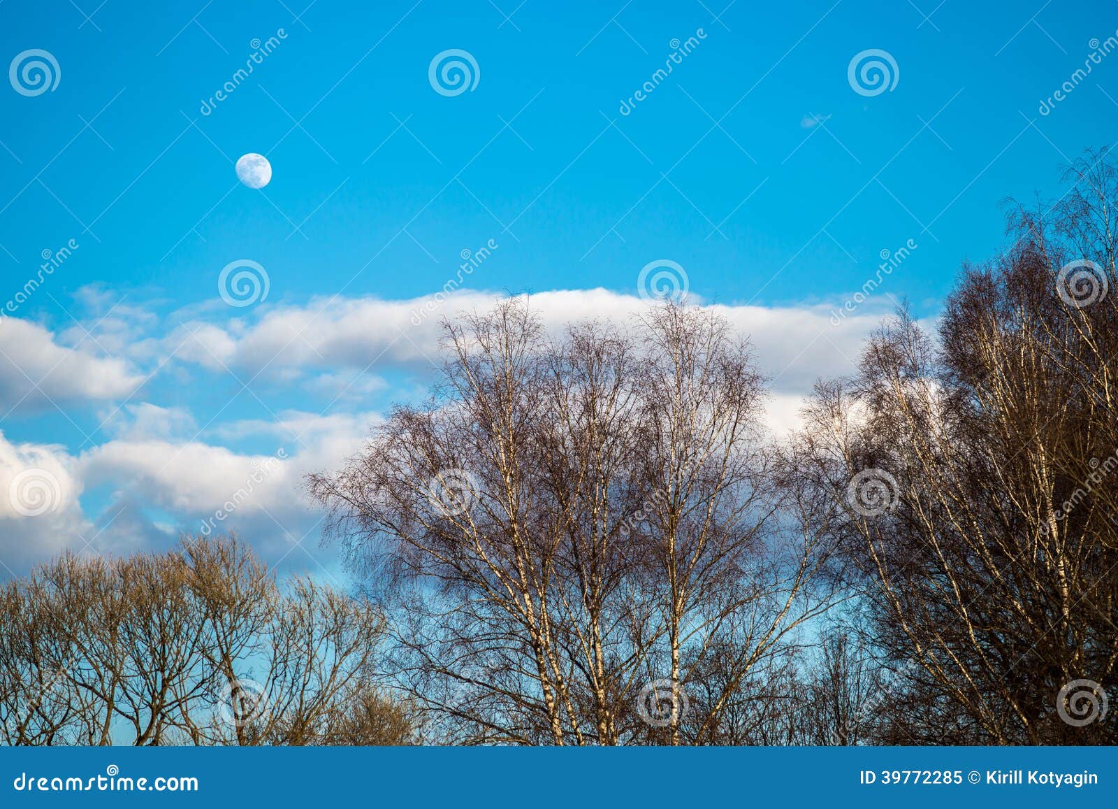 Spring Twilight stock image. Image of spring, dusk, trees - 39772285