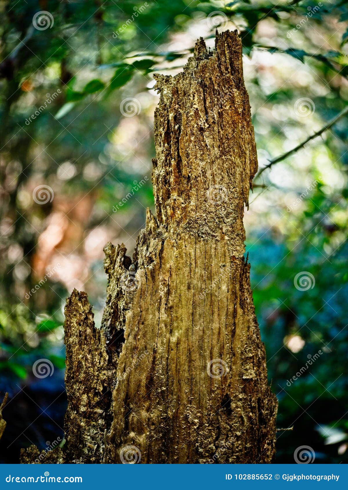 Rotten Tree Stump stock photo. Image of water, fallen - 102885652