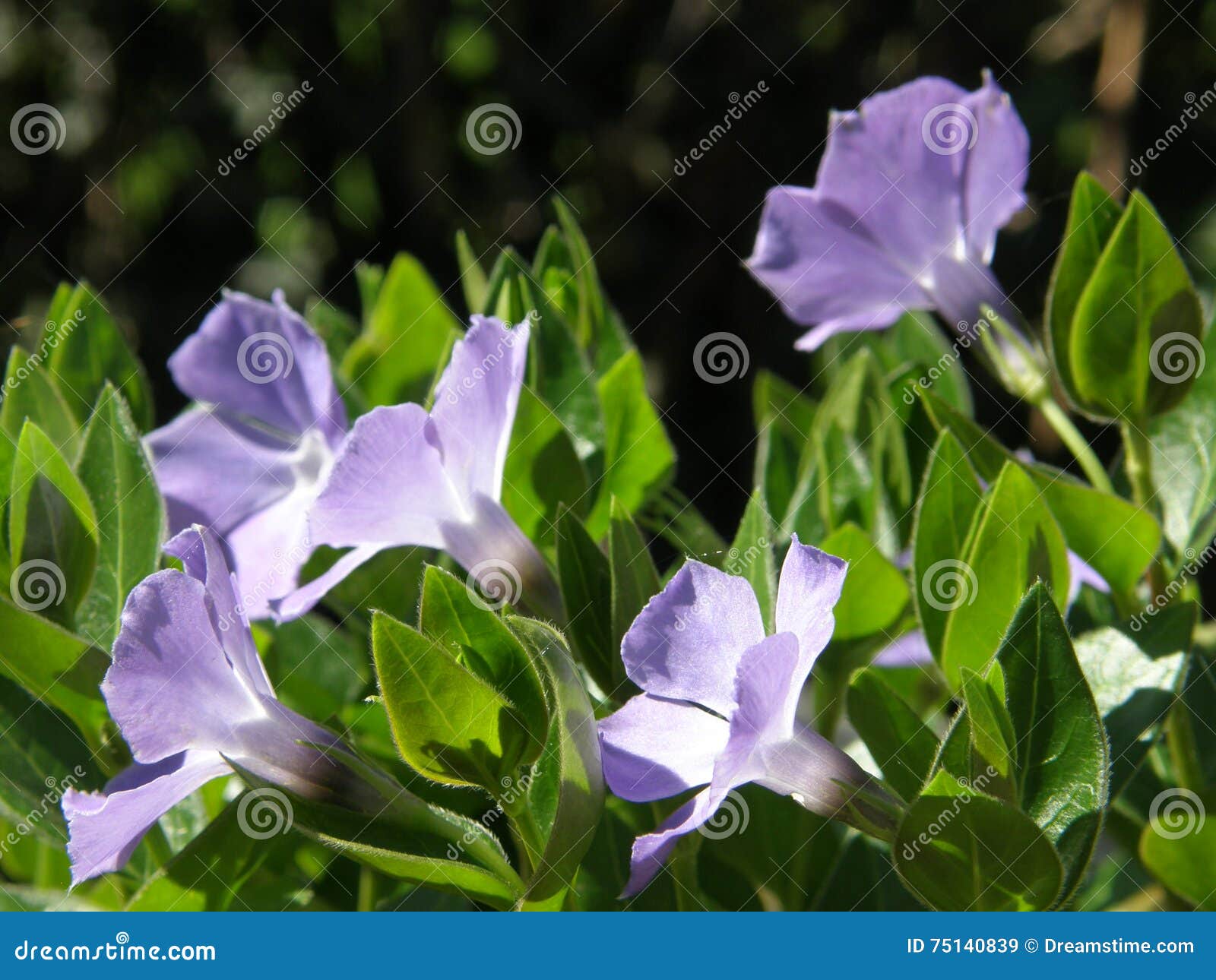 Spring stock image. Image of spring, asturias, violet - 75140839