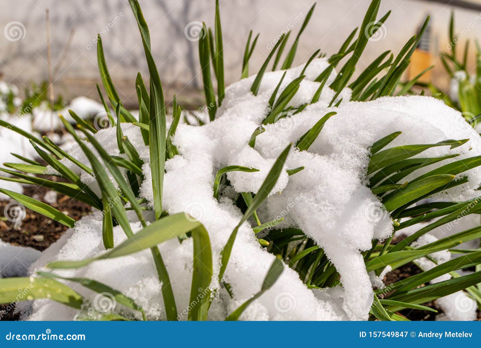 Spring Unexpected Snow on Green Grass Bright Stock Image - Image of ...
