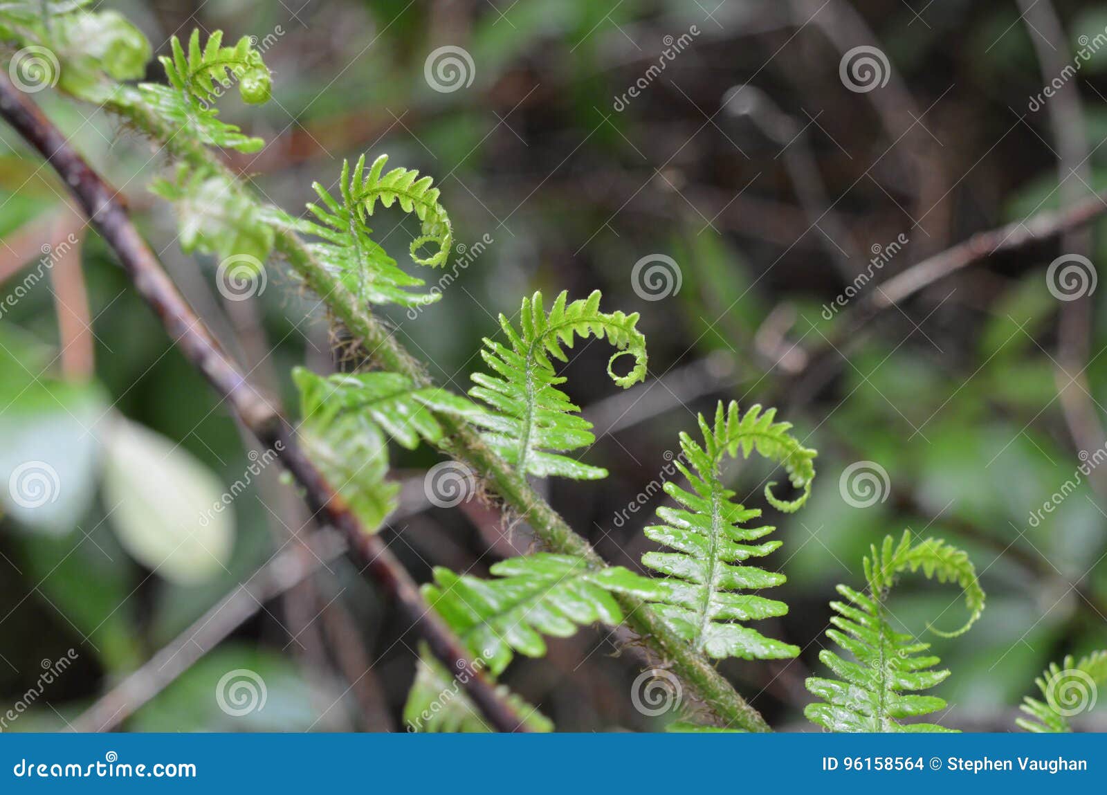Spring unfurled stock photo. Image of green, ferne, spring - 96158564