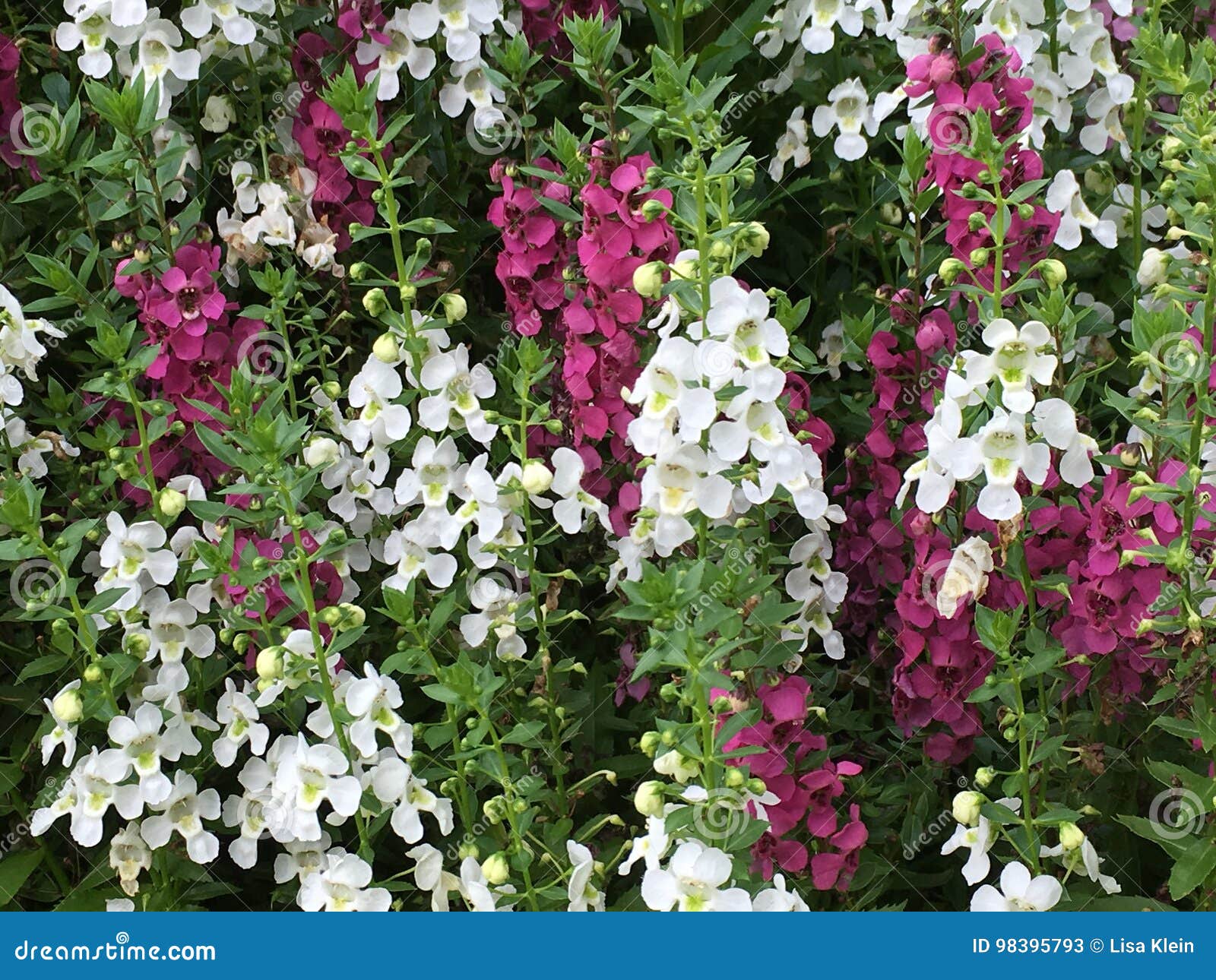 Spring up stock image. Image of bloom, flowers, peaceful - 98395793