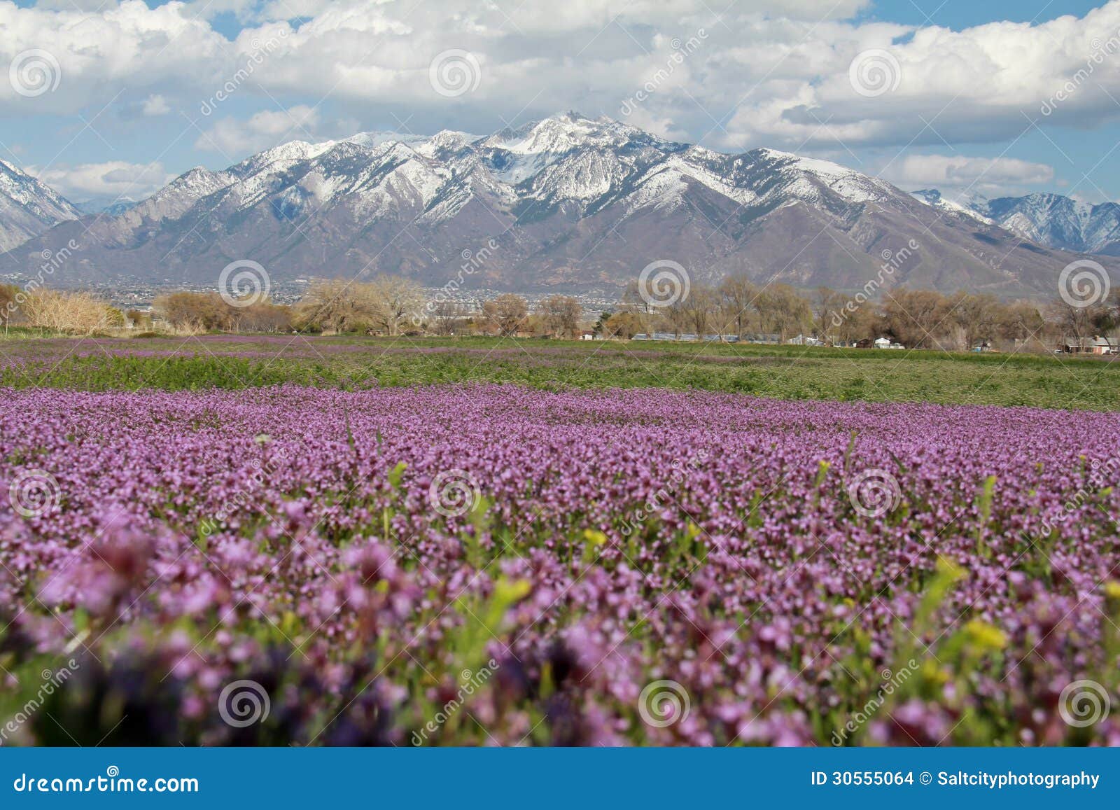 Spring in Utah stock photo. Image of spring, capped, focus - 30555064