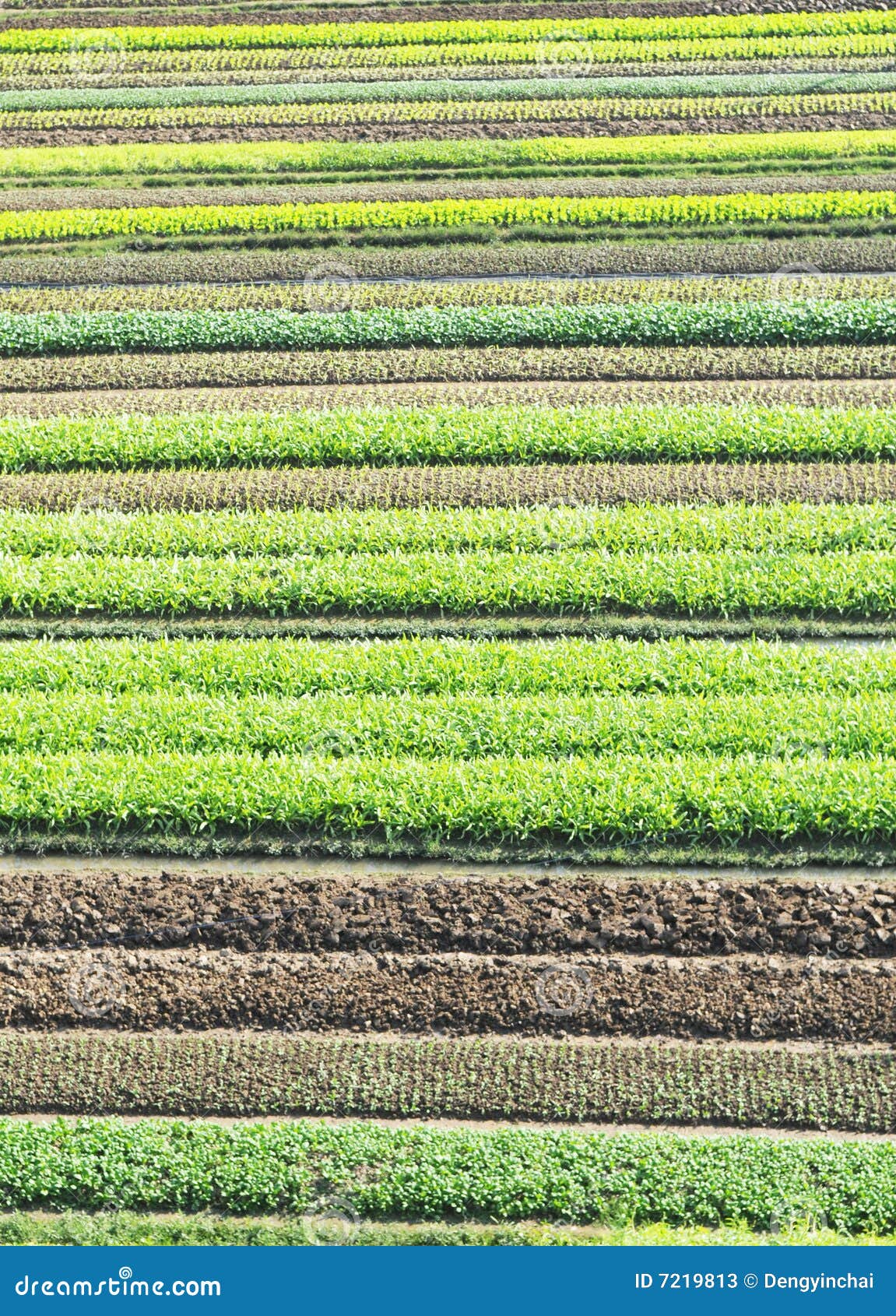 The Spring Vegetable Garden Stock Image - Image of tranquility, greens ...