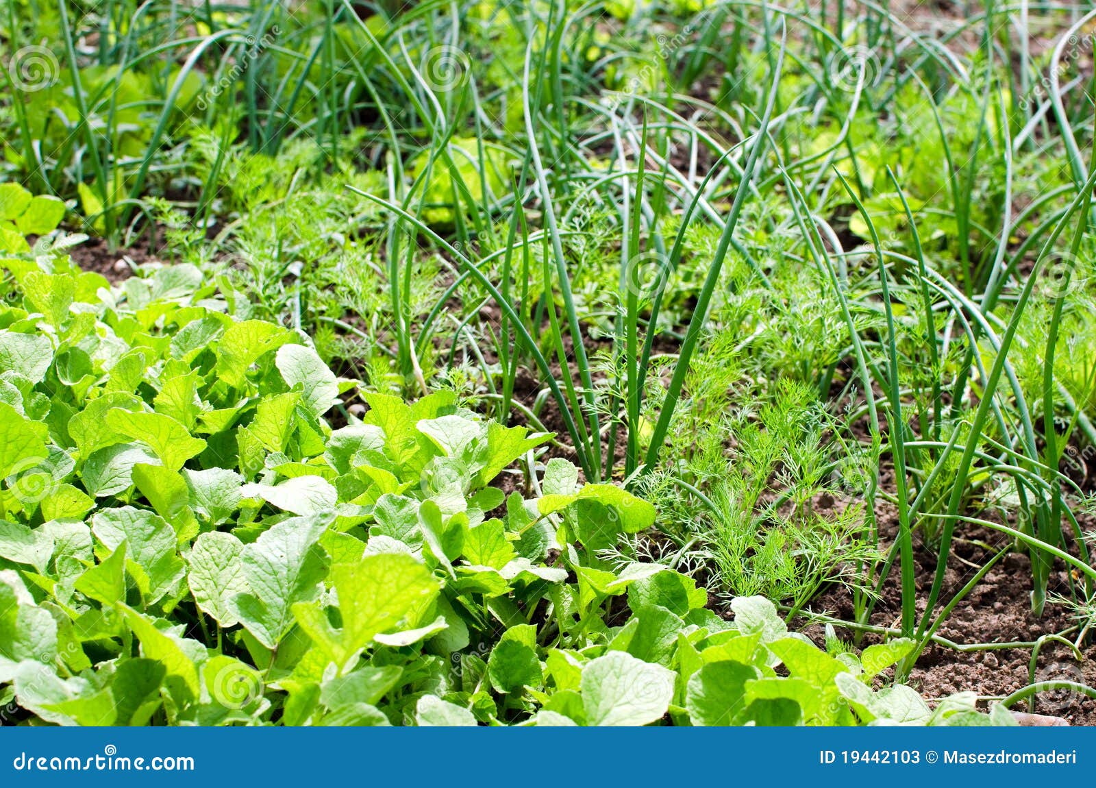 Spring vegetables garden stock image. Image of scallion - 19442103