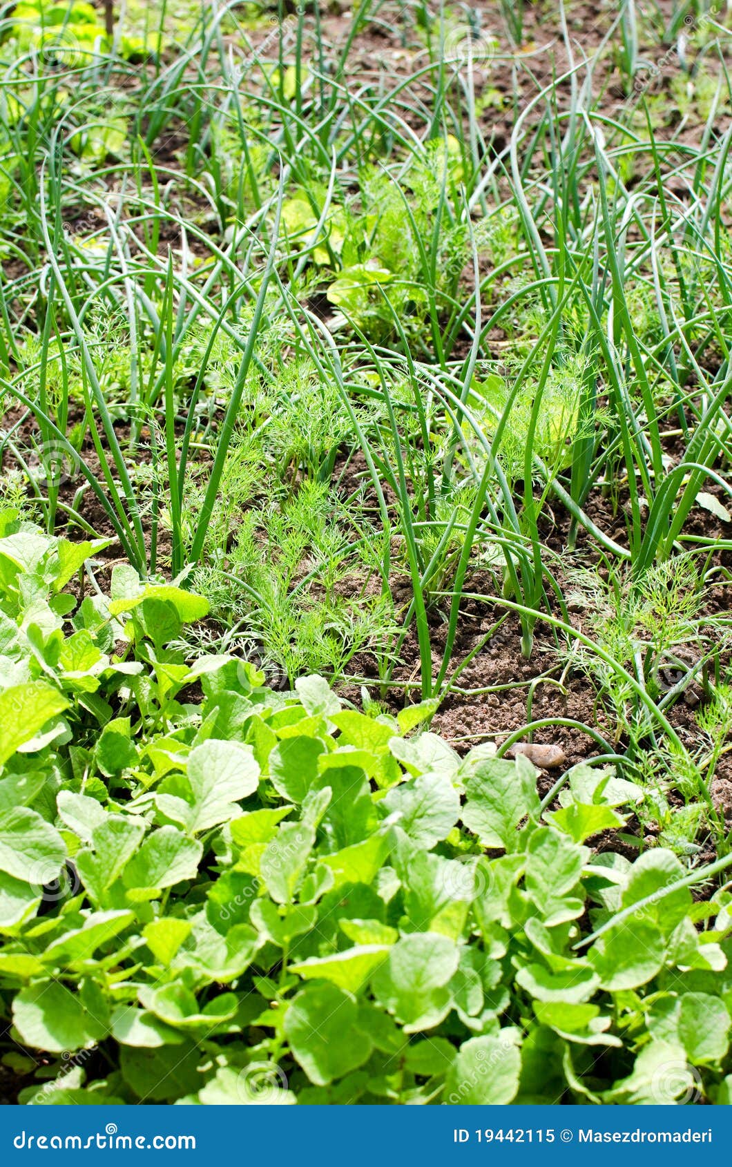 Spring vegetables garden stock image. Image of gardening - 19442115
