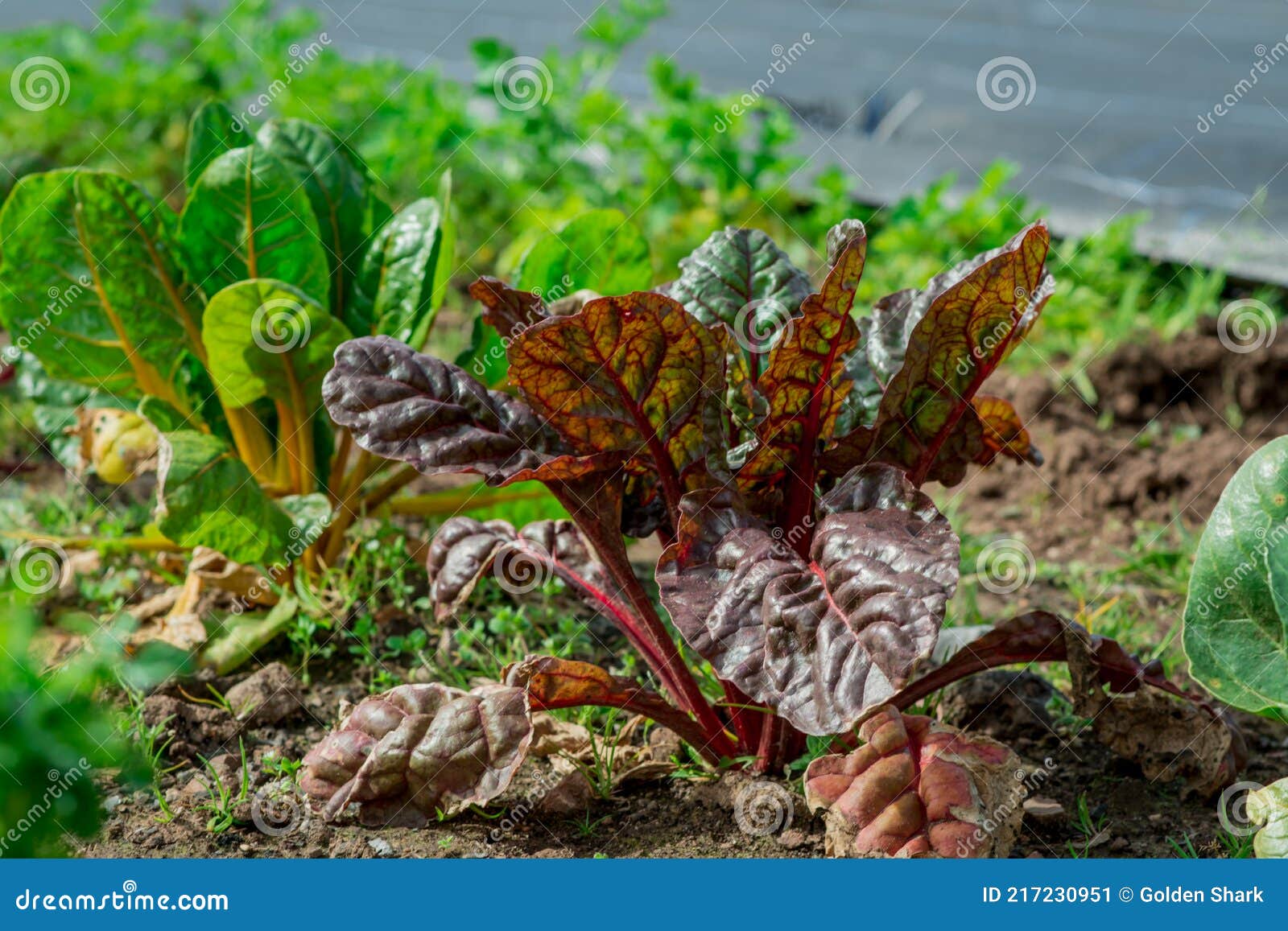 Spring Vegetables Growing in the Garden Stock Image - Image of space ...