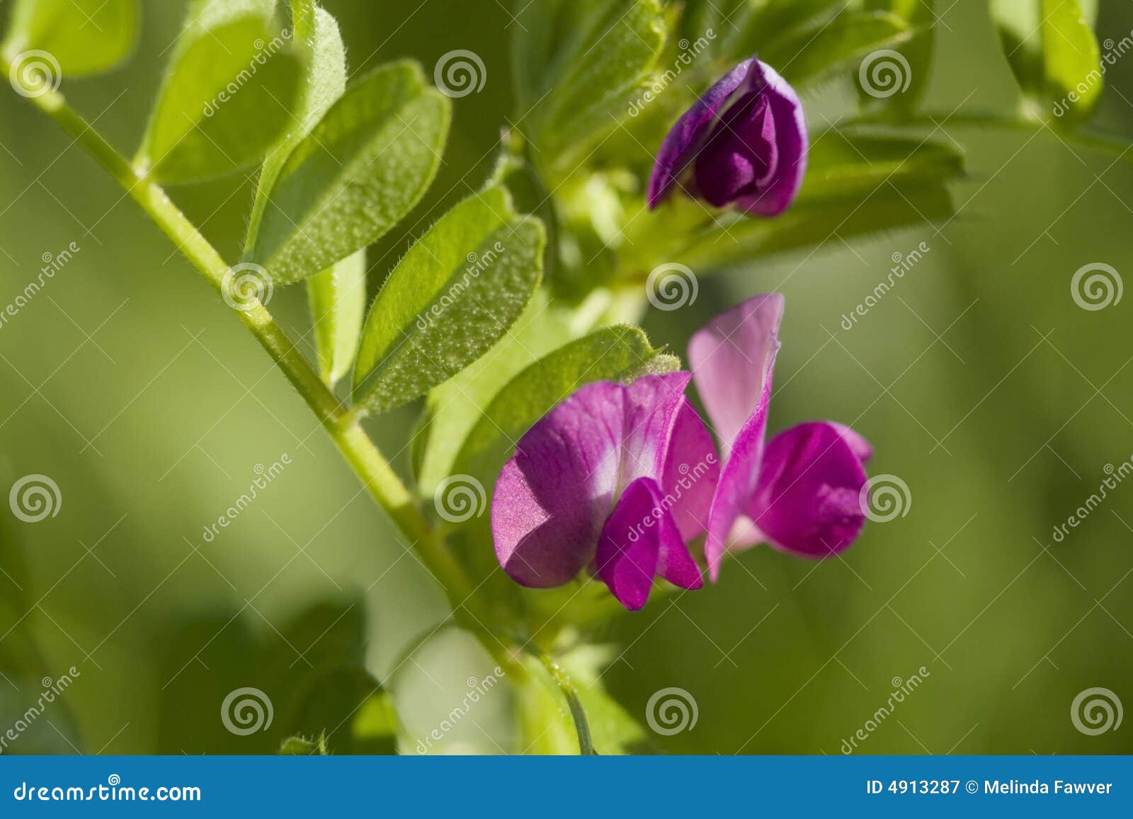 Spring Vetch Pea Family stock image. Image of wild, park - 4913287