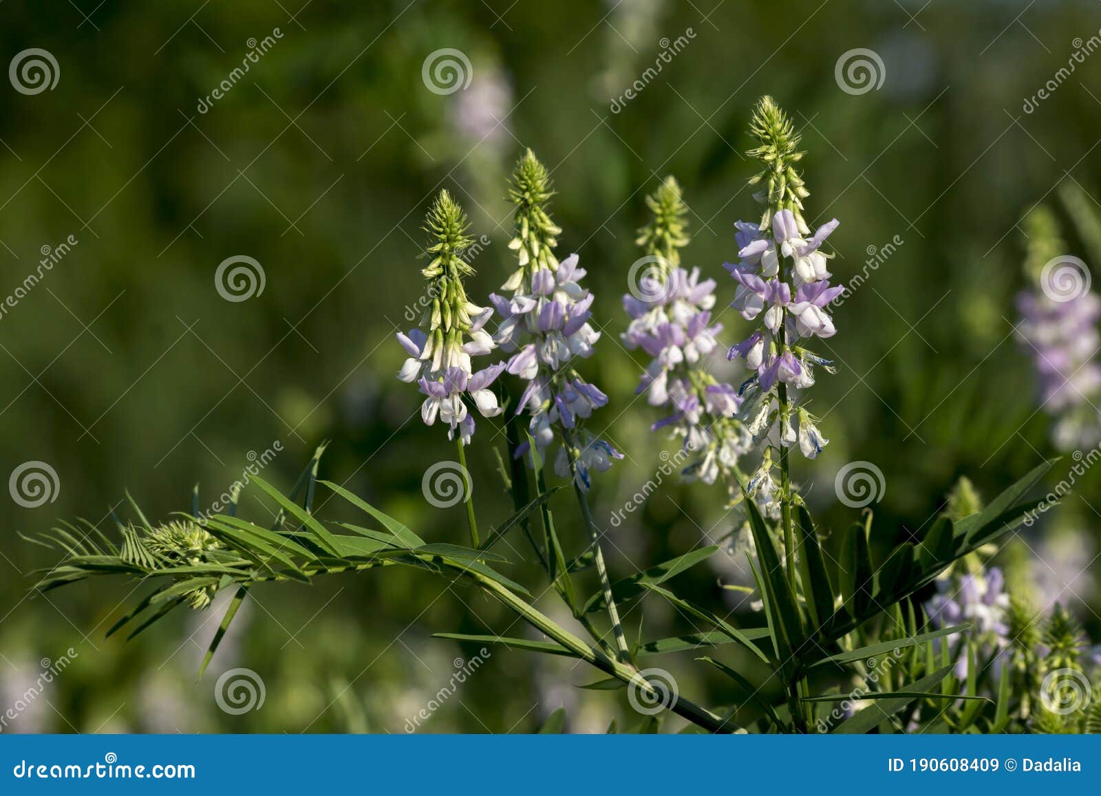 Spring Vetch Vicia Sativa L Stock Image - Image of nature, villosa ...