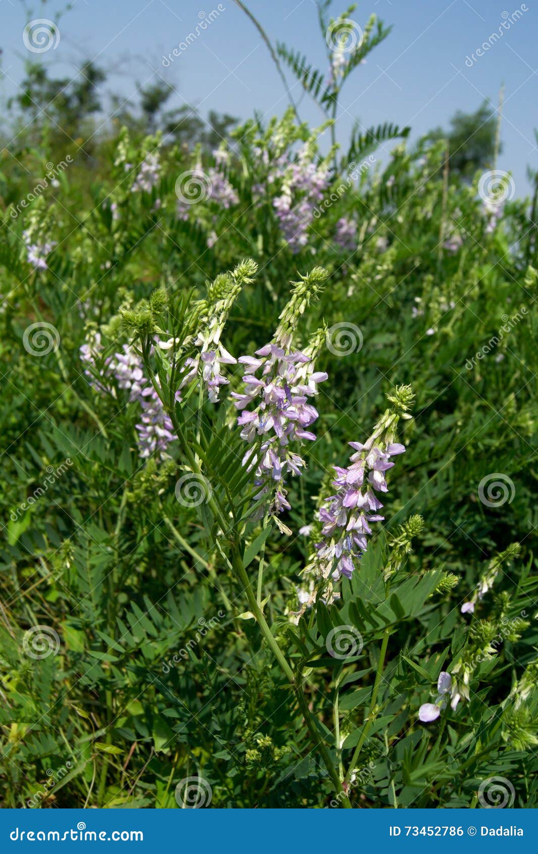 Spring Vetch (Vicia Sativa L.) Stock Photo - Image of grass, nature ...