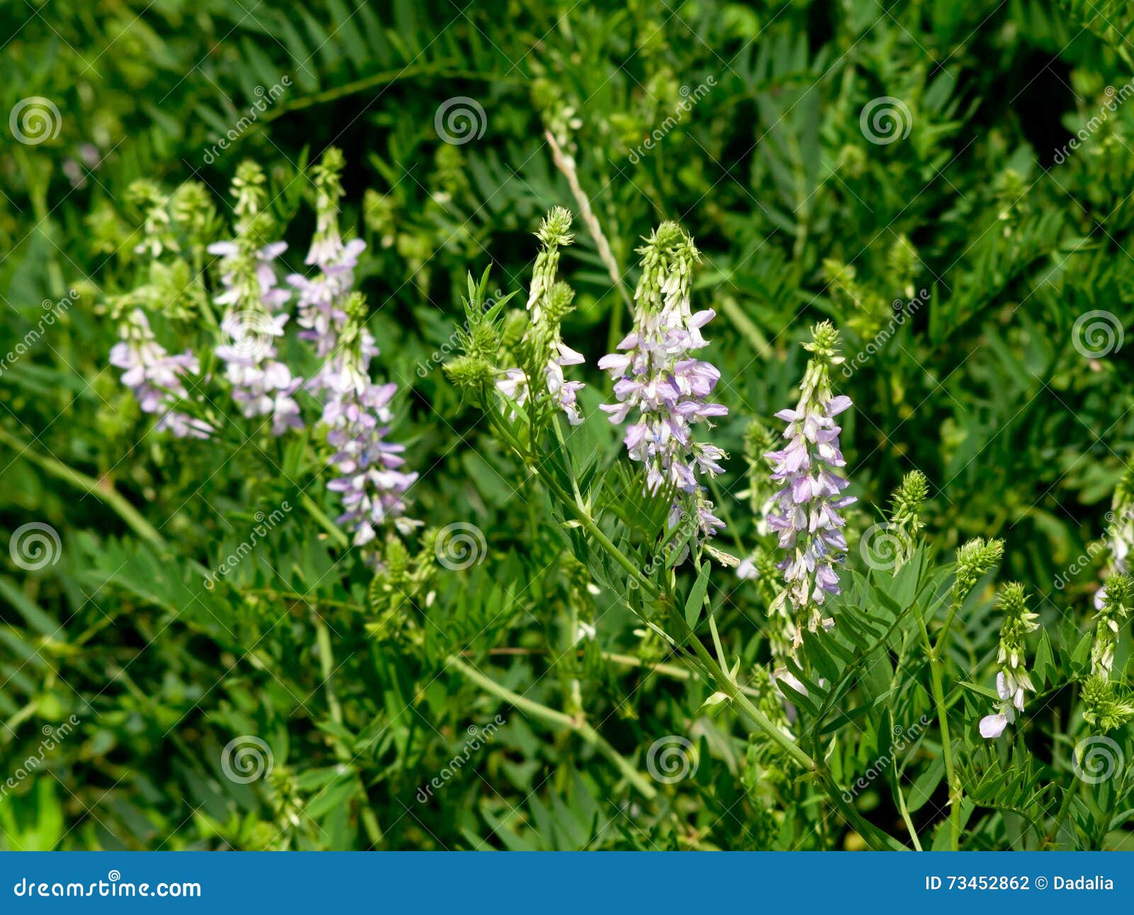 Spring Vetch (Vicia Sativa L.) Stock Photo - Image of white, plant ...