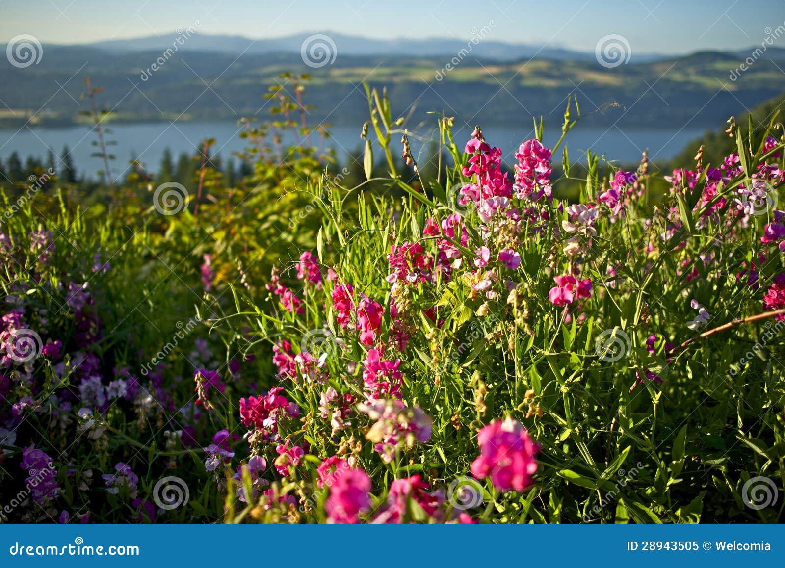Spring Vetch Wildflowers stock image. Image of hill, gorge - 28943505