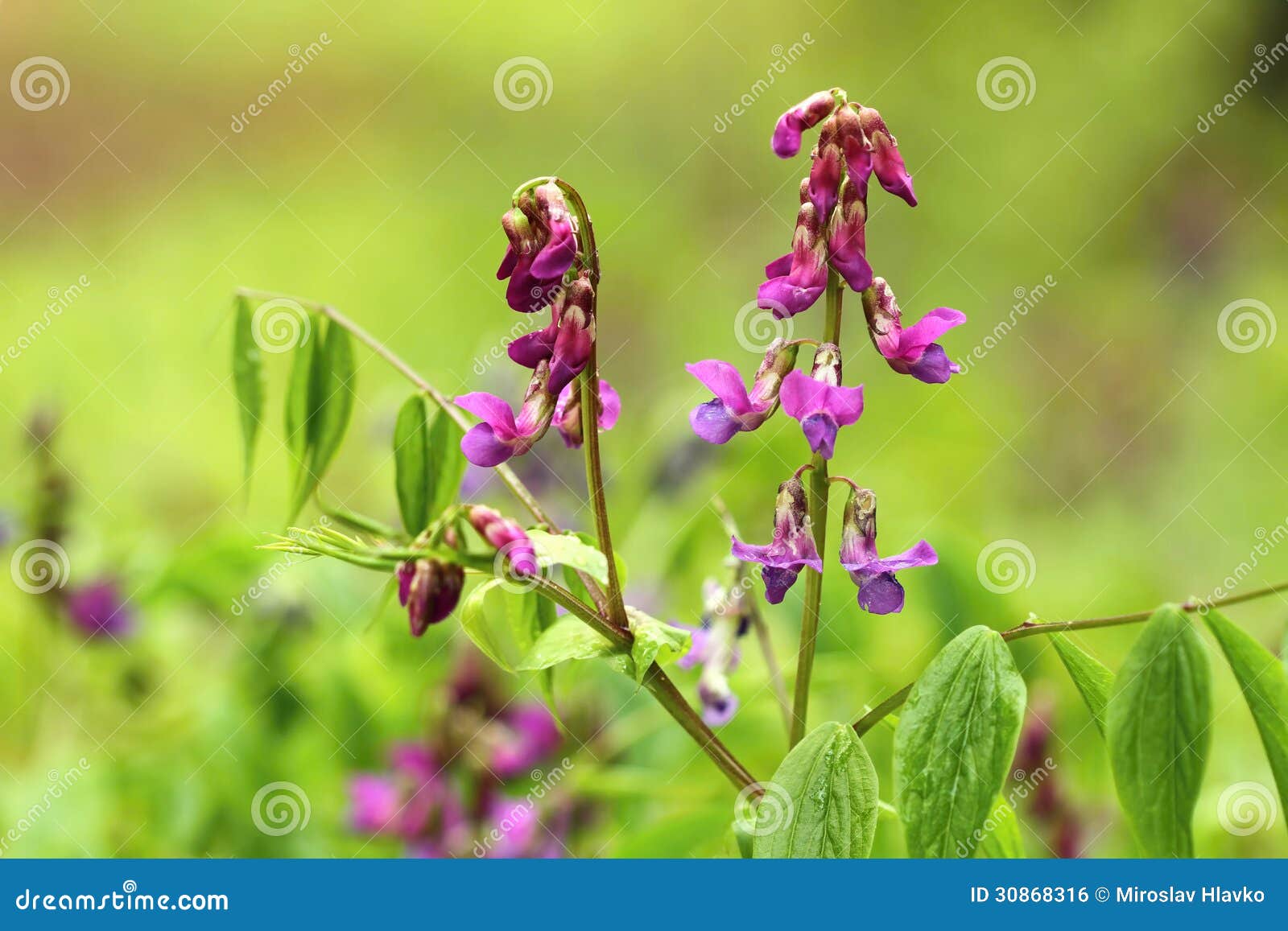 Spring vetchling stock photo. Image of growth, multicoloured - 30868316