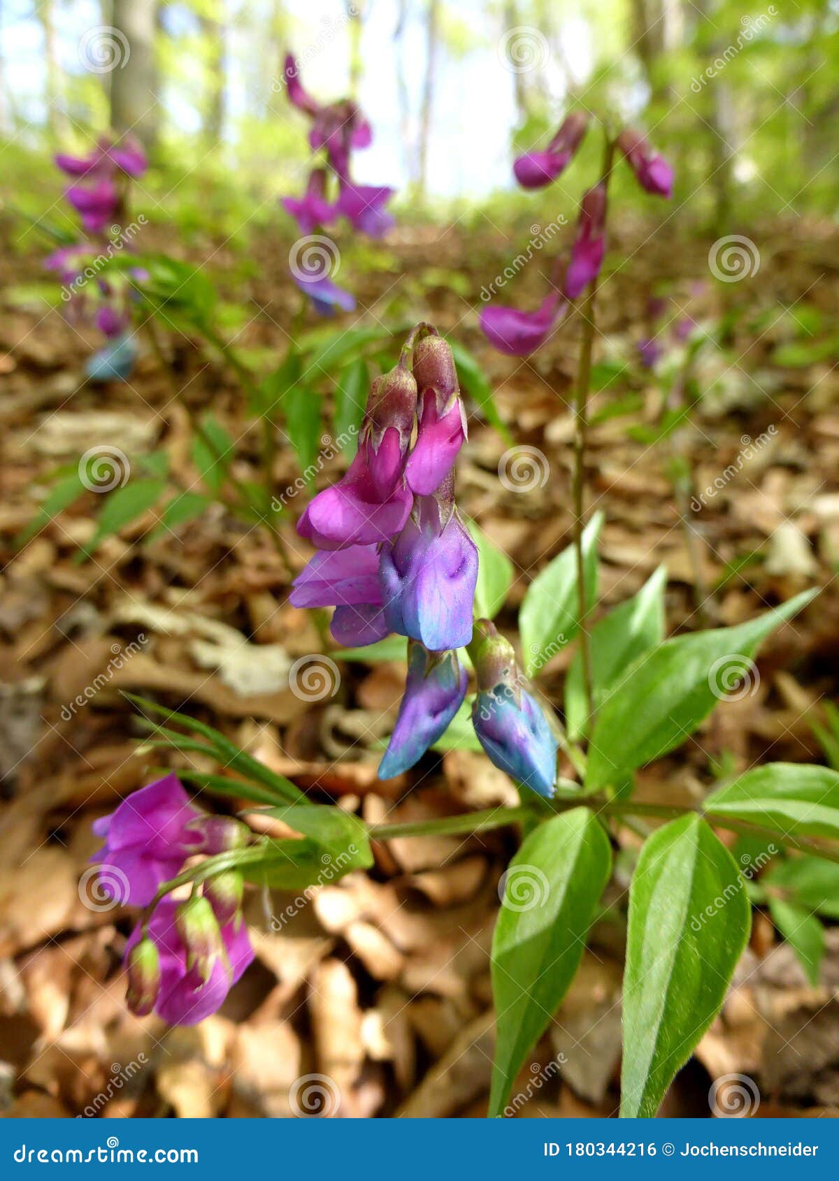 Spring Vetchling with Flower in Spring Stock Photo - Image of german ...