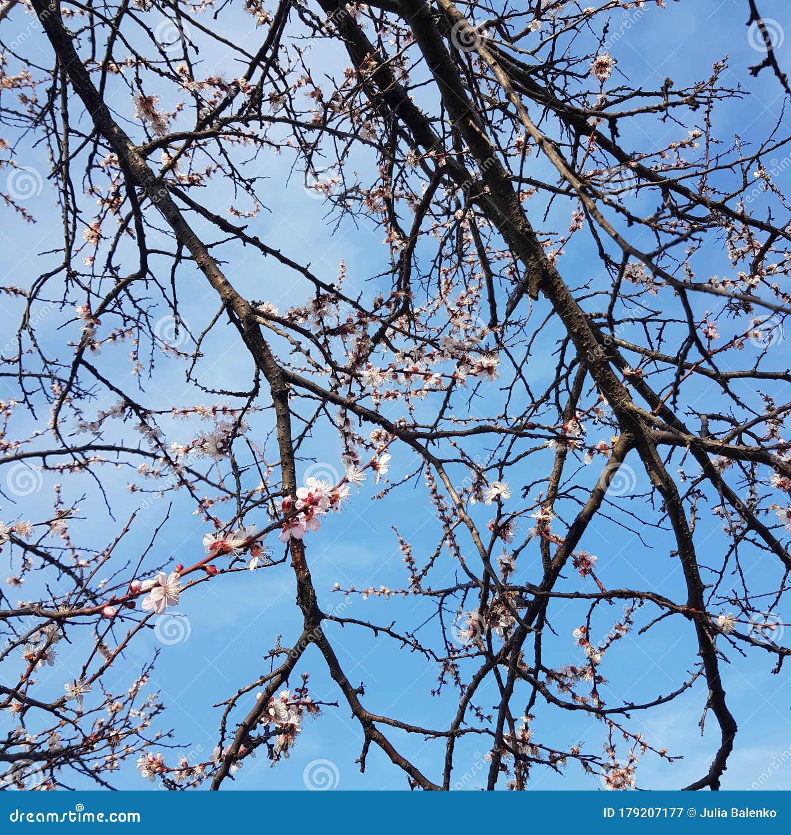 Spring vibe is coming here stock image. Image of tree - 179207177