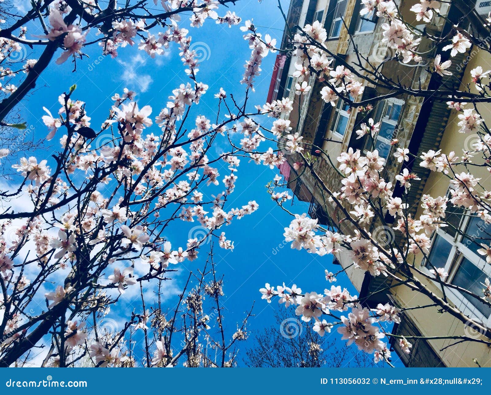 Spring vibes stock photo. Image of flowers, beautiful - 113056032