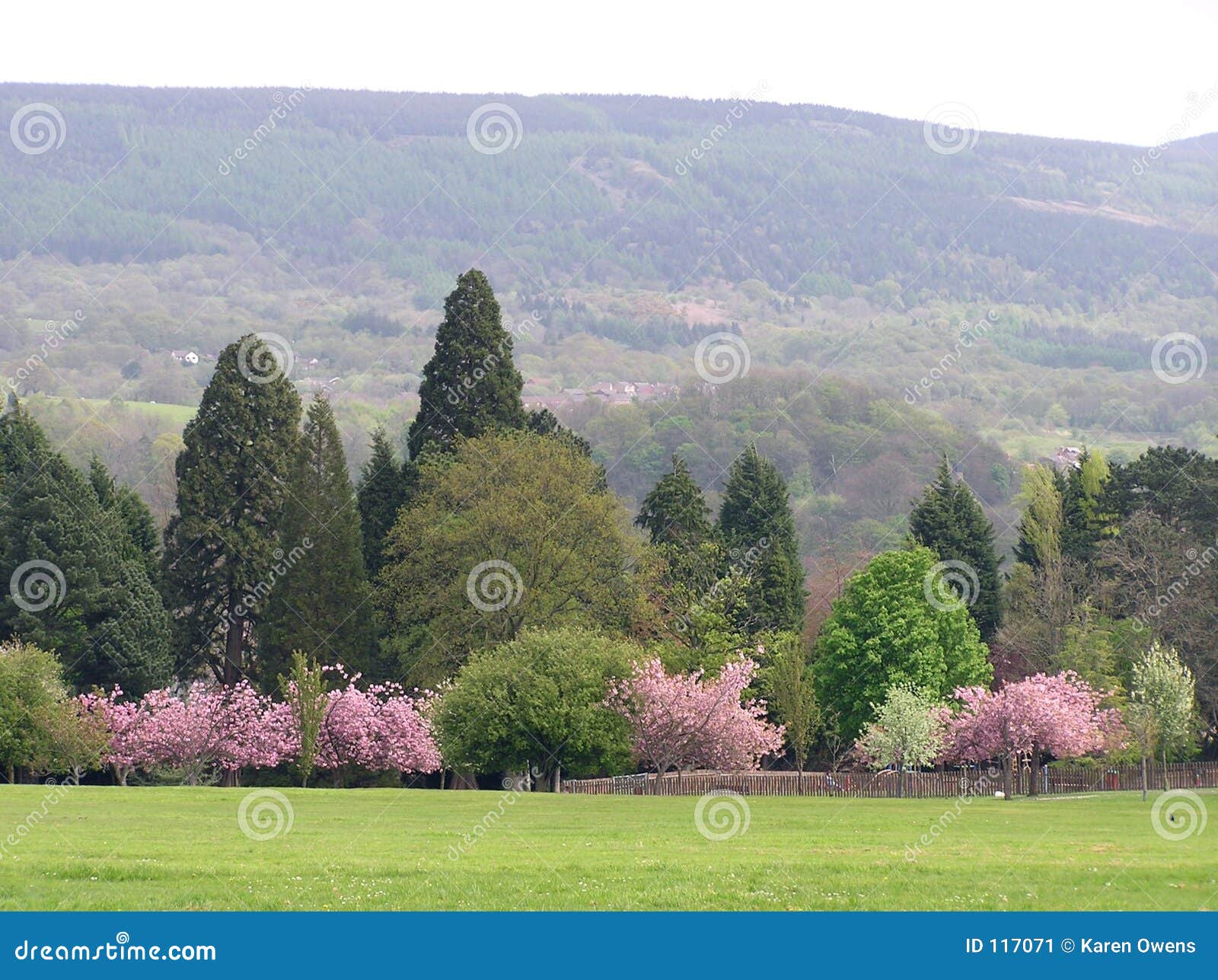 Spring View stock image. Image of flora, petals, pasture - 117071
