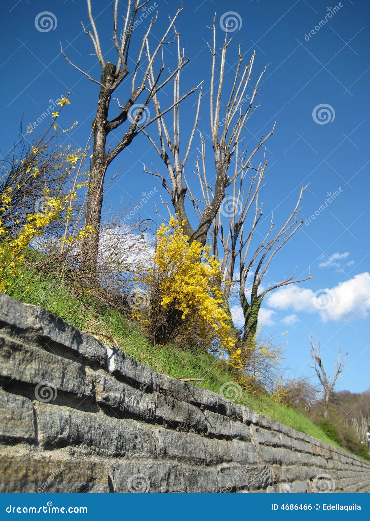 Spring view stock photo. Image of view, europe, bare, leafless - 4686466